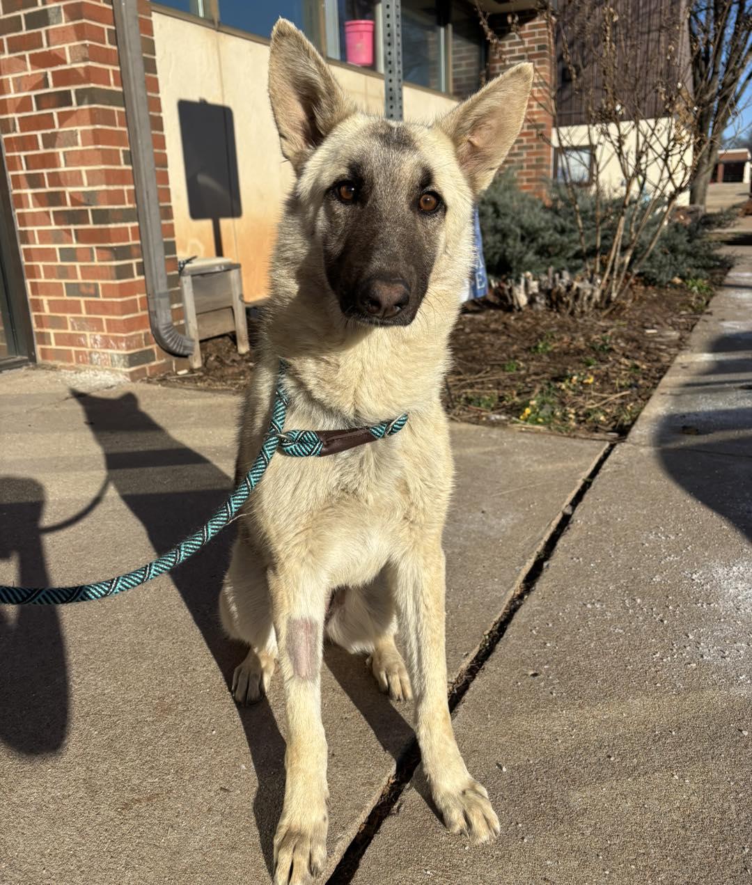 Maxine - Adoptable Pet | Petfinder | Petfinder