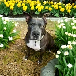 Dog for adoption - Koko, a Pit Bull Terrier in Chicago , IL | Petfinder
