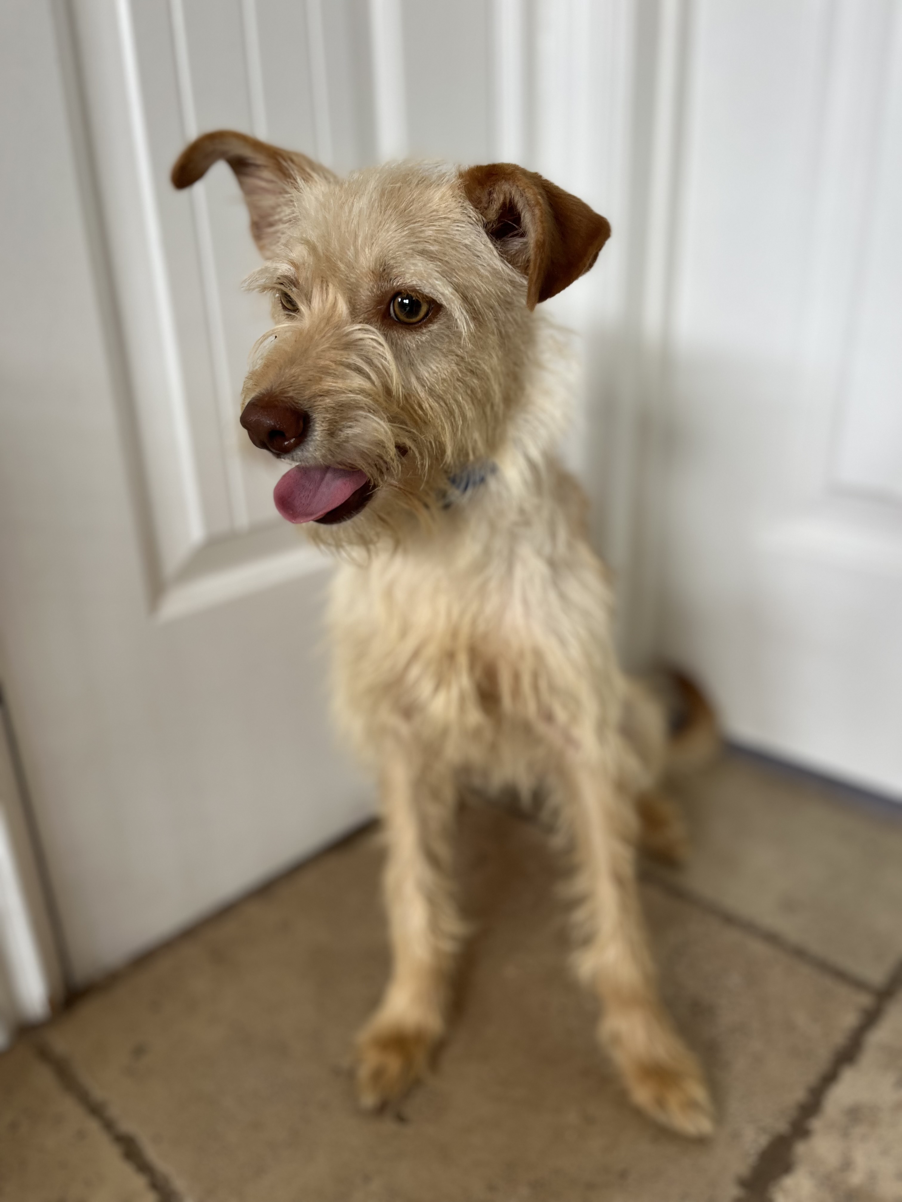 Dog for adoption - Fido, a Border Terrier & Airedale Terrier Mix in ...