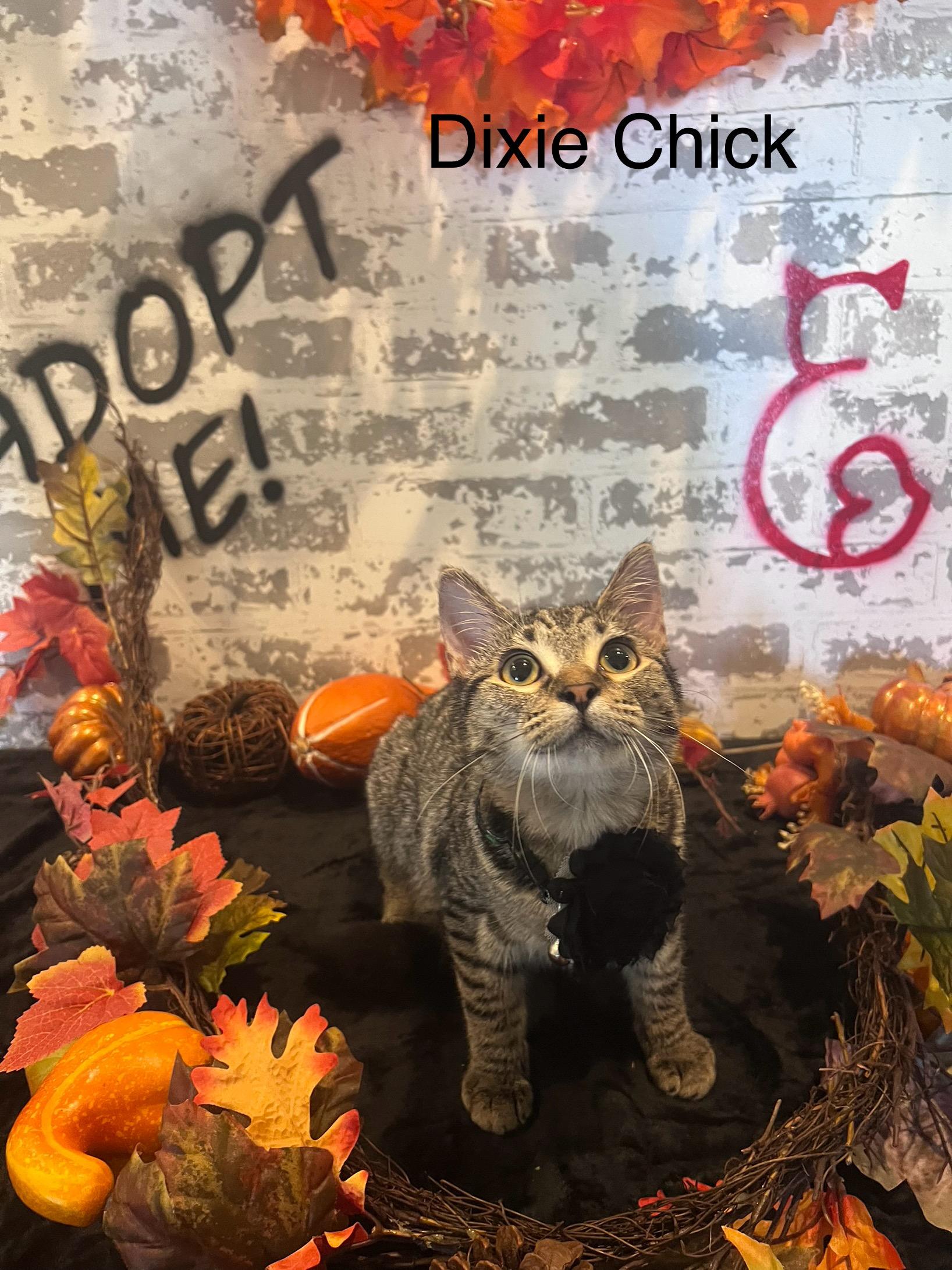 Cat for adoption - Dixie Chick, a Domestic Short Hair in queen creek ...