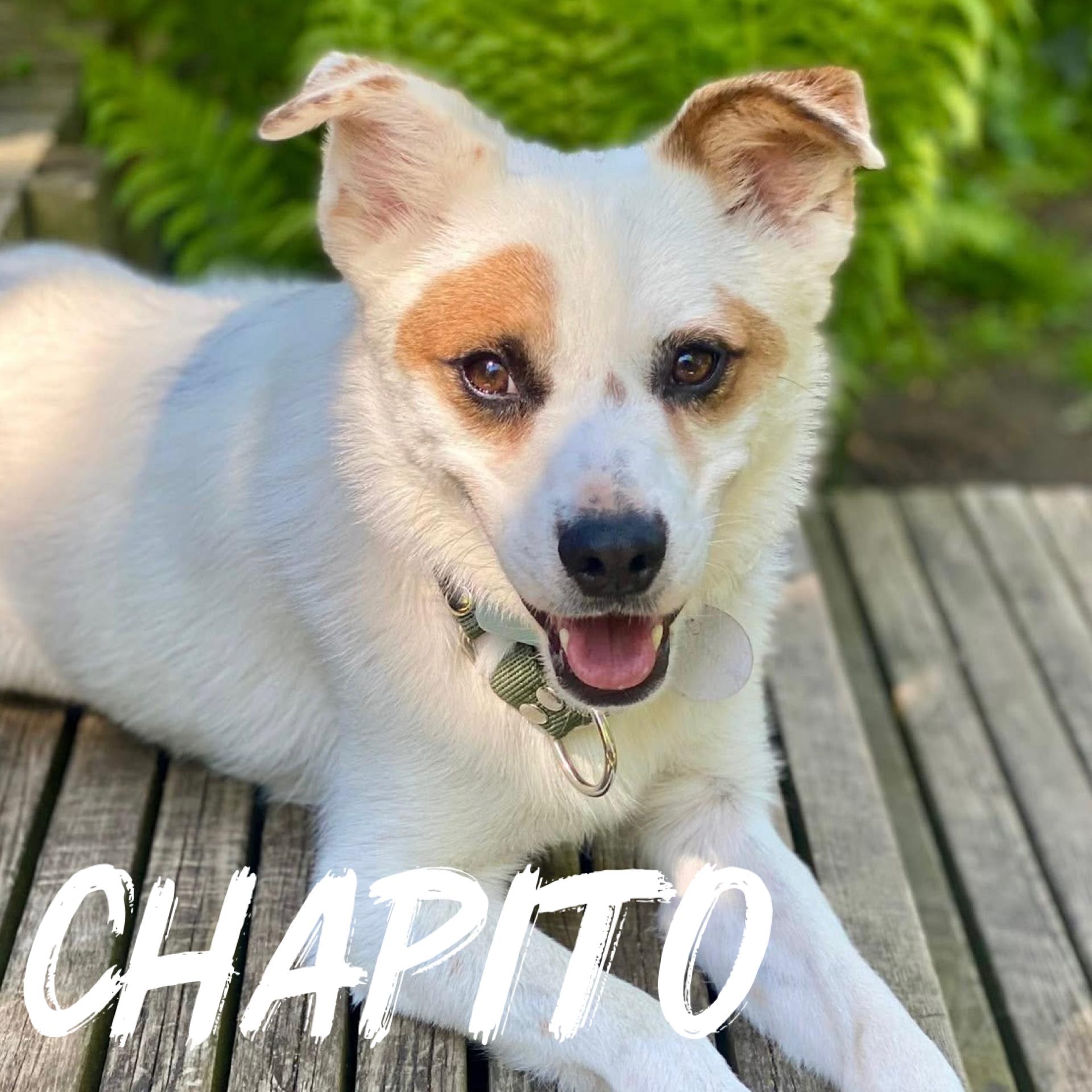 Dog for adoption - Chapito, a Mixed Breed in Guelph, ON | Petfinder