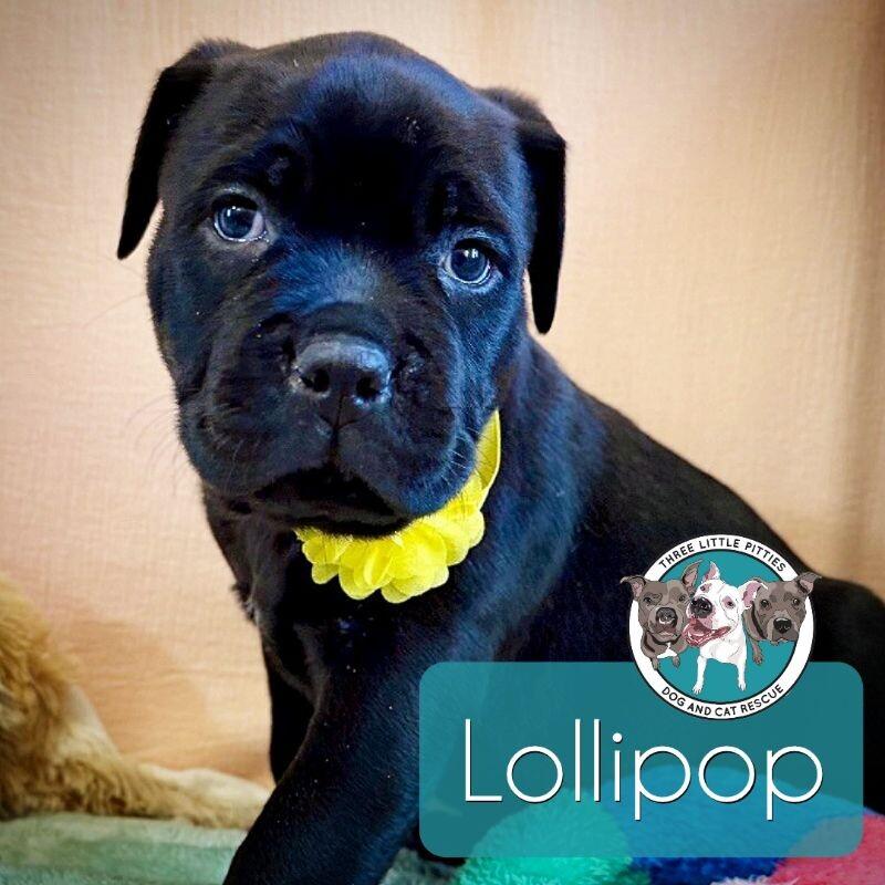 Dog for adoption - Lollipop Candy, a Pit Bull Terrier & Labrador ...