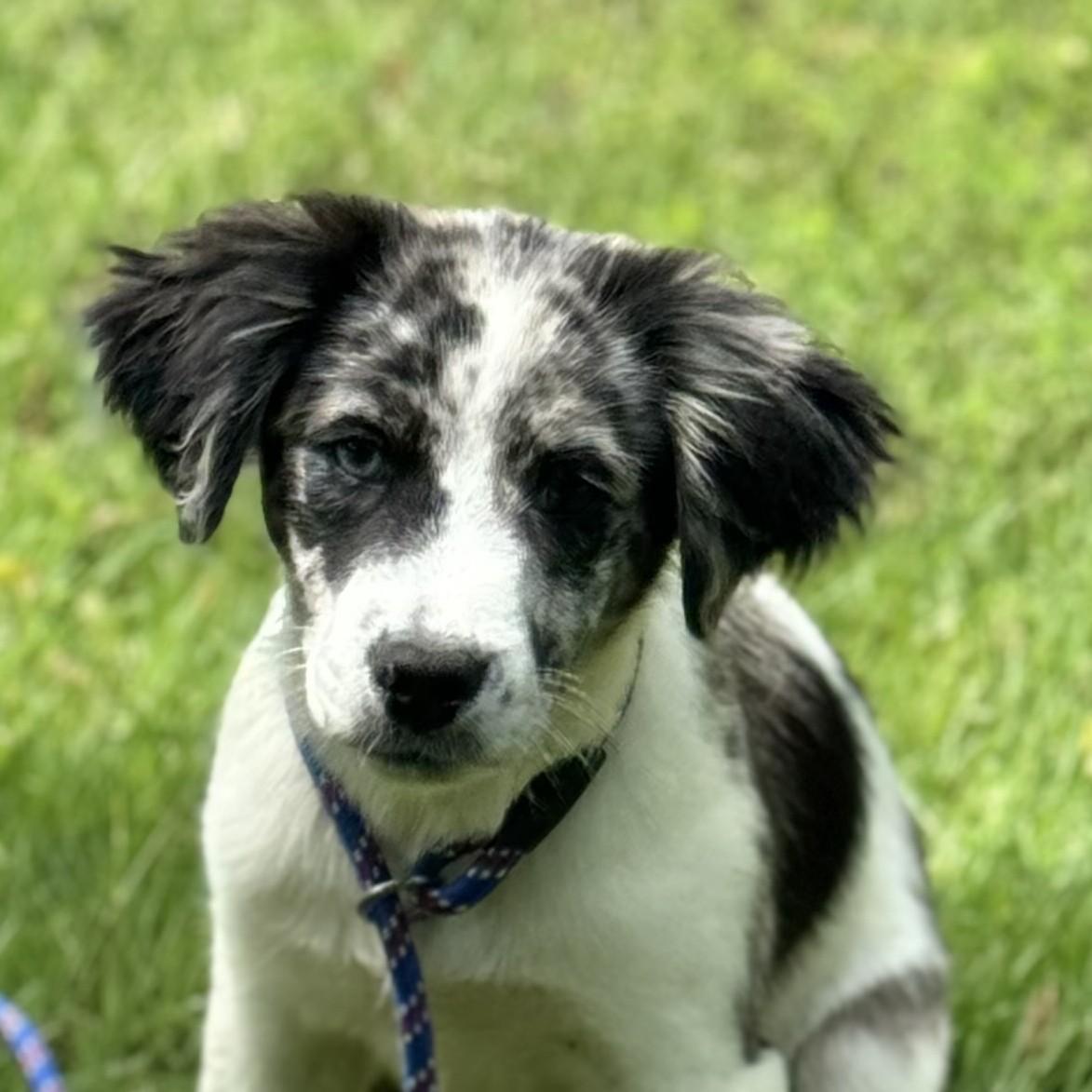 Dog for adoption - Henry, a Beagle & Chihuahua Mix in NEWTOWN, PA ...