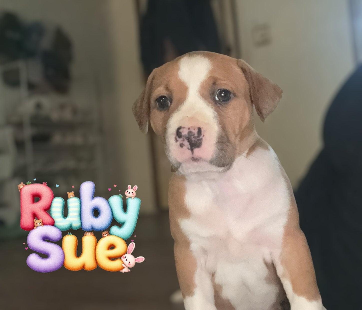Dog for adoption - ruby sue, an American Staffordshire Terrier & Pit Bull Terrier Mix in MARION ...