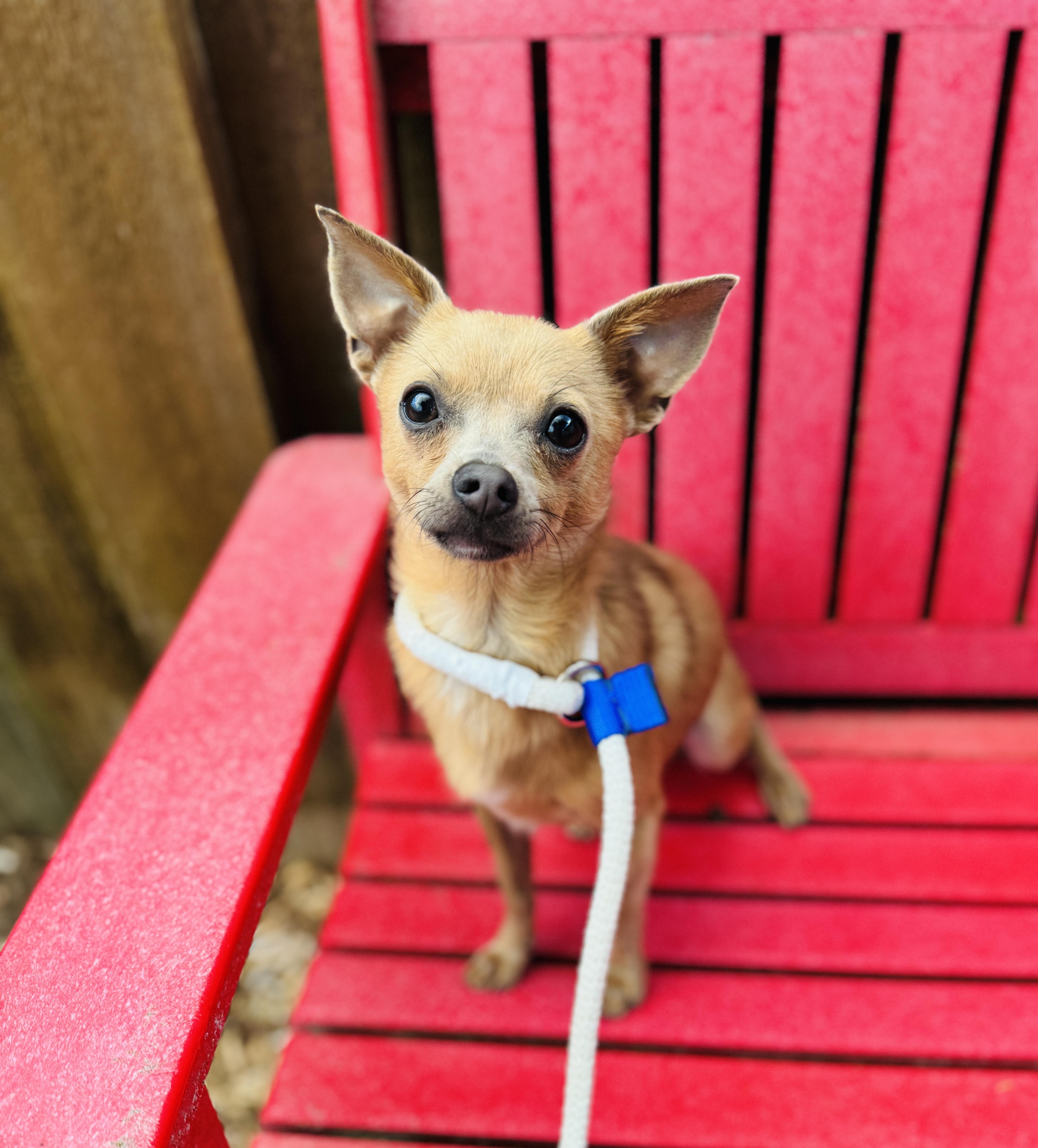 Dog for adoption - Gray, a Chihuahua in lynnwood , WA | Petfinder