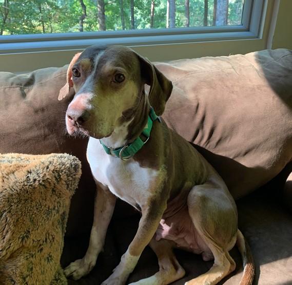 Dog for adoption - Patsy, a Hound in Jasper, GA | Petfinder
