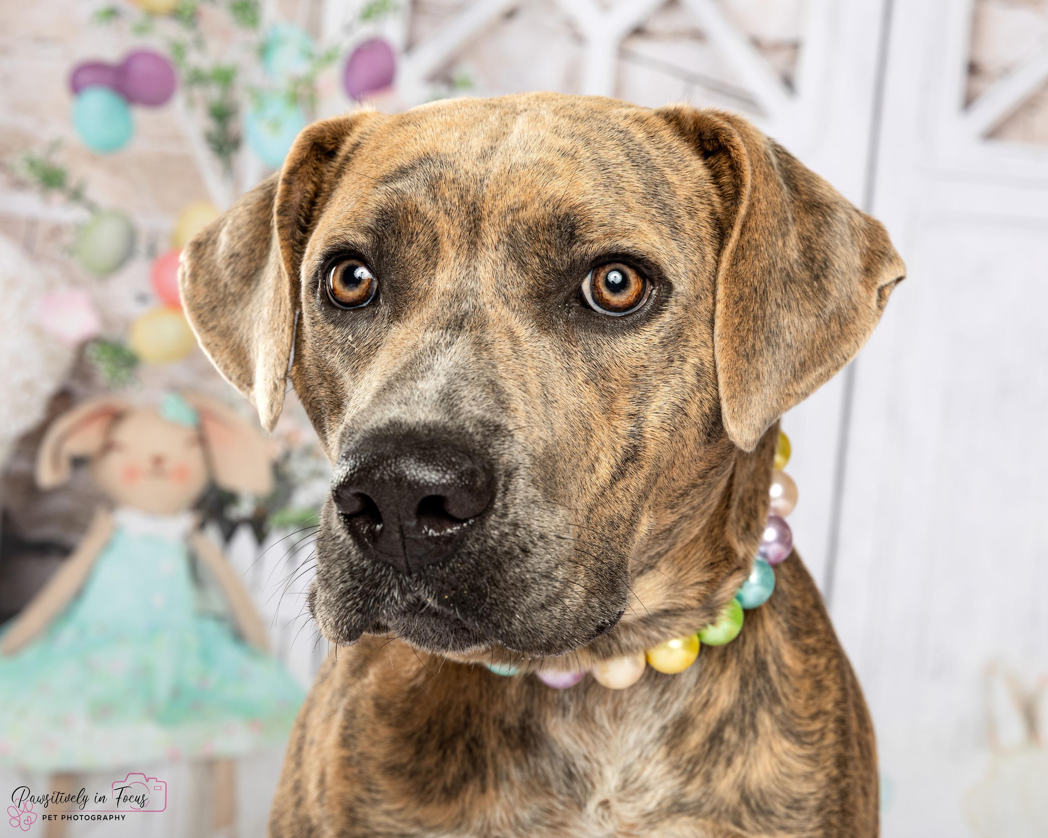 Dog for adoption - Carmen Sandiego, a Mastiff Mix in Rochester , MN ...