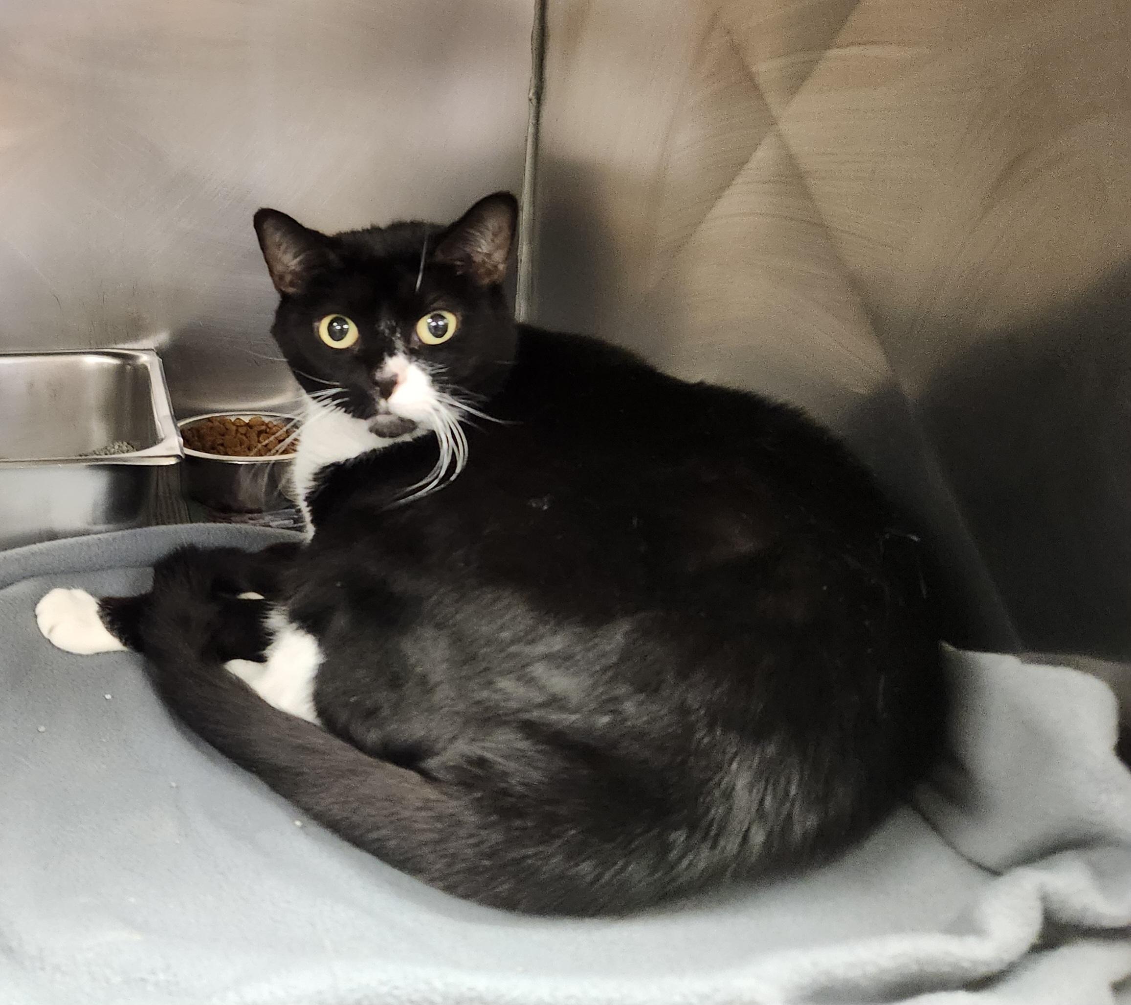 Cat for adoption - Bubby, a Domestic Short Hair in Clayton, NJ | Petfinder