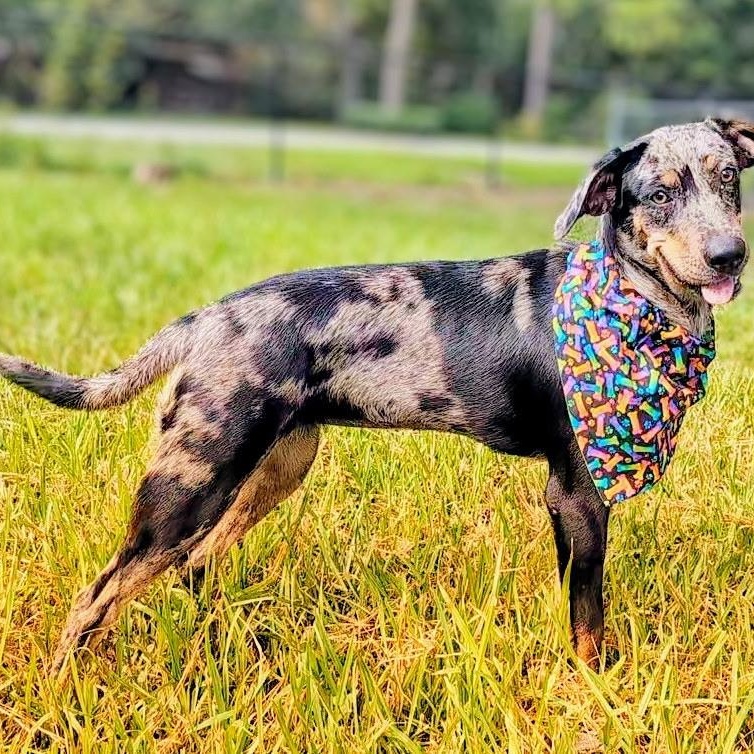 Dog for adoption - Gorgeous Rose, a Catahoula Leopard Dog & Pointer Mix ...