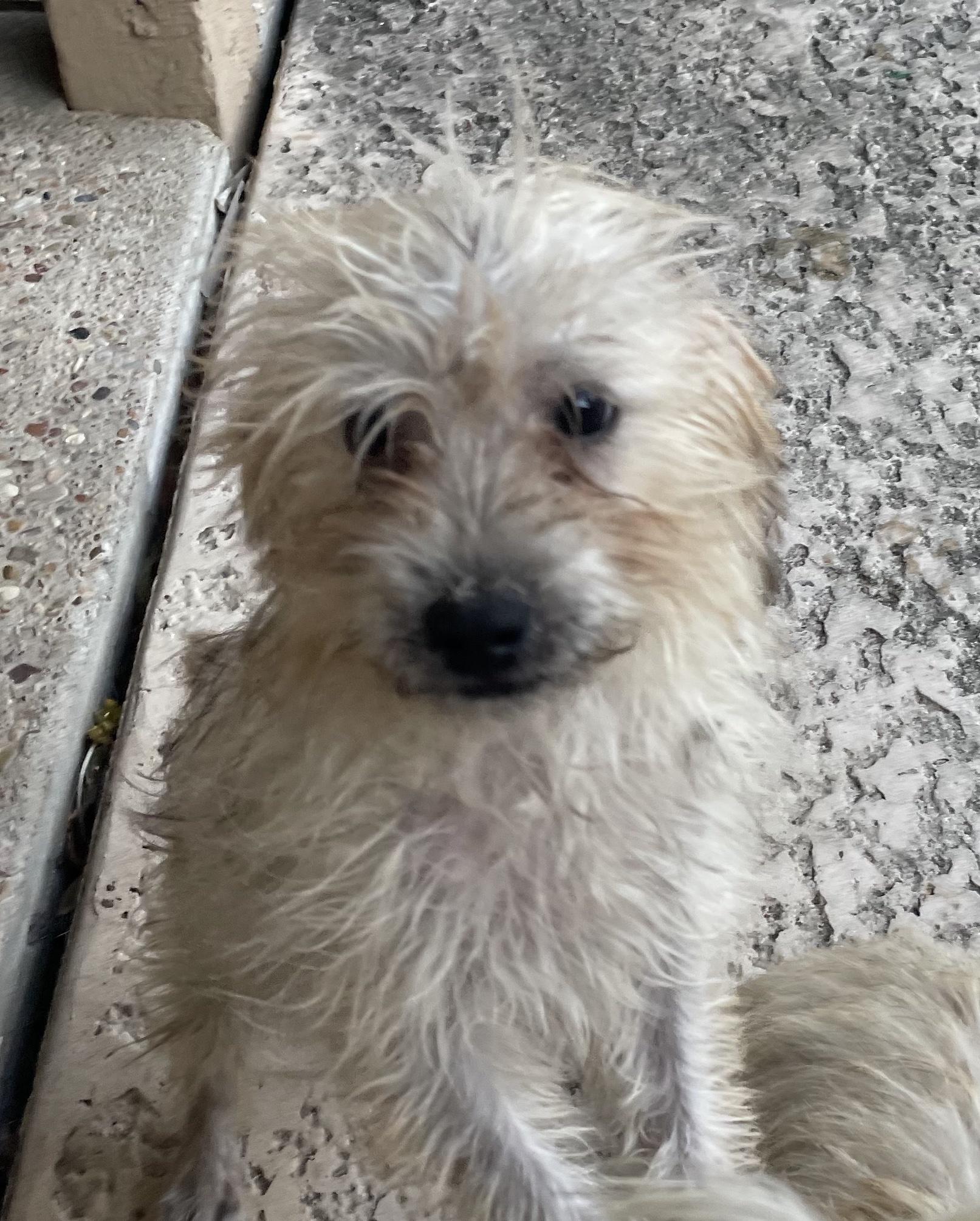 Dog for adoption - Frida, a West Highland White Terrier / Westie ...