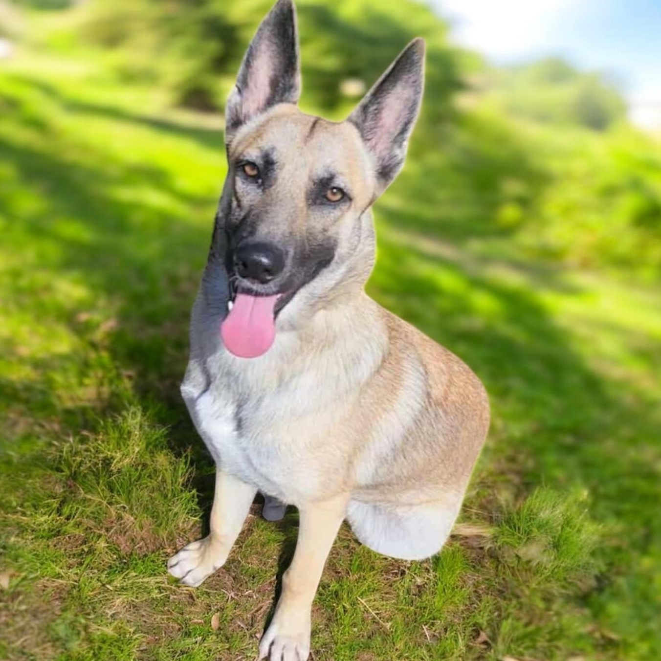 Dog for adoption - SOPHIE GS, a German Shepherd Dog in Latham, NY ...