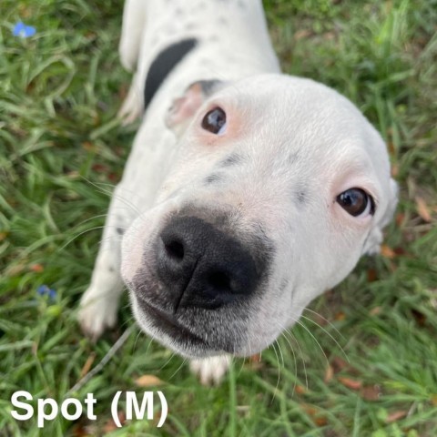 Dog for adoption - Domino - Spot, a Labrador Retriever in Spring, TX ...