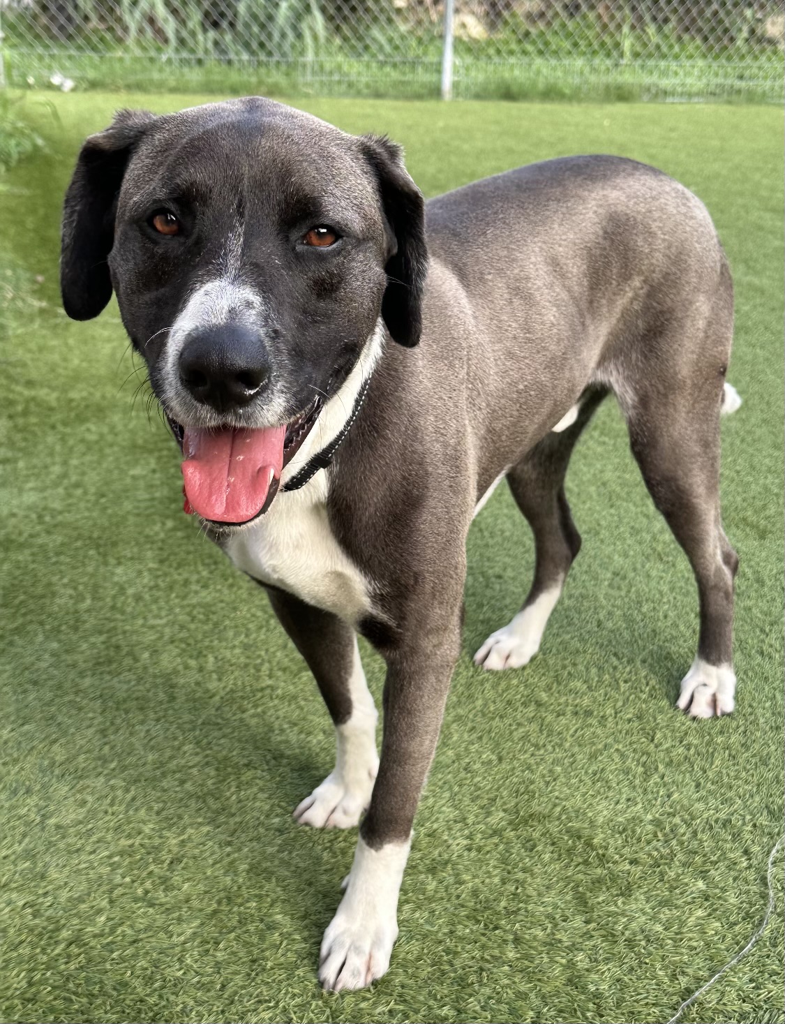 Dog for adoption - Patrick, a Labrador Retriever Mix in Houston, TX ...