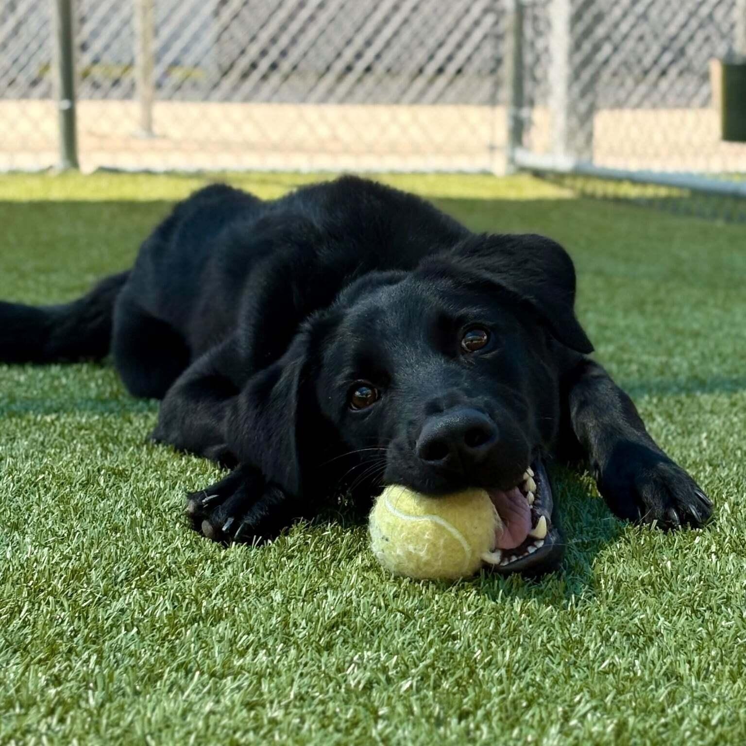 Dog for adoption - Tim Riggins, a Labrador Retriever in Brooklyn, NY ...