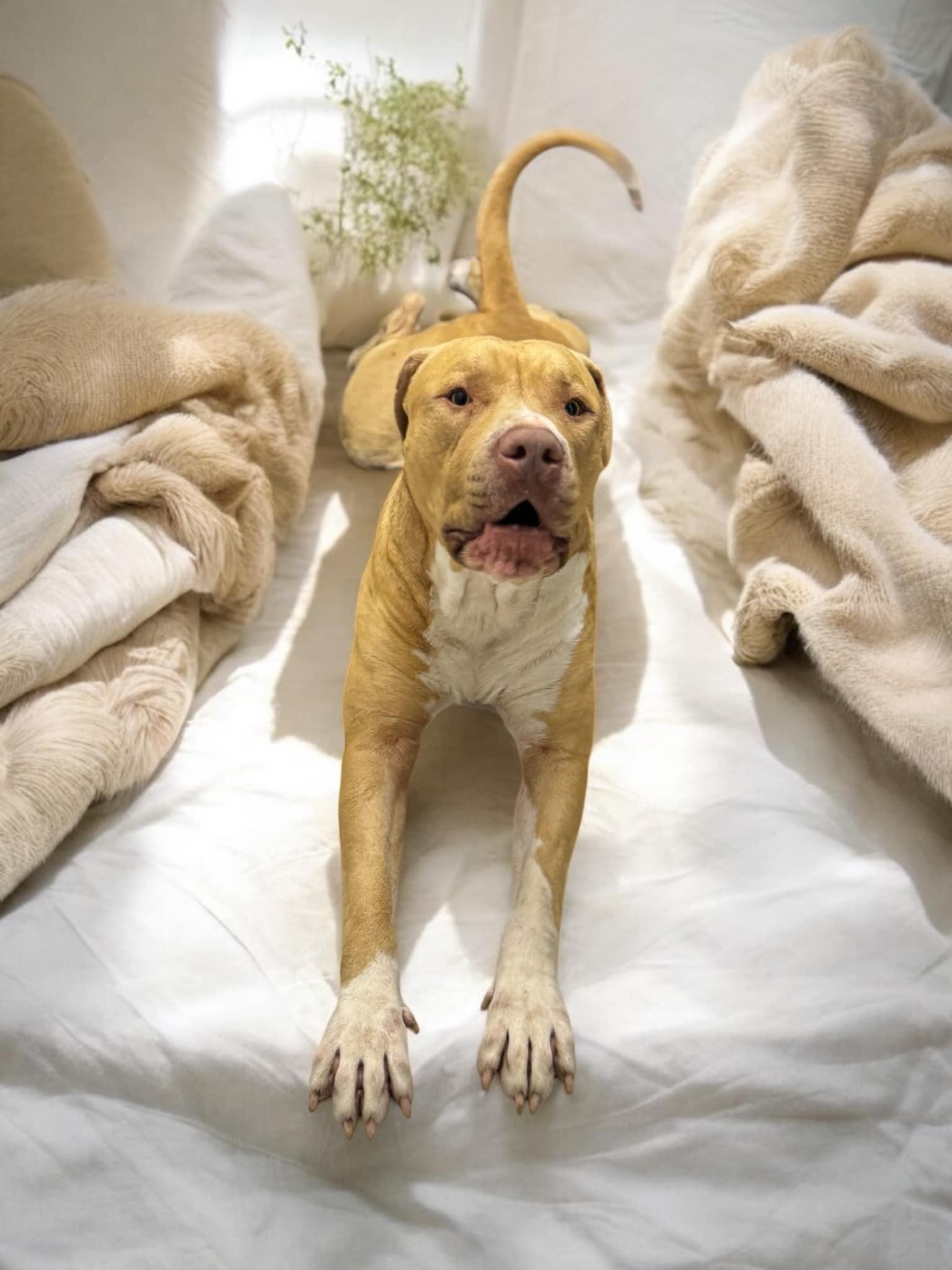 Dog for adoption - Tobby, a Mastiff Mix in Salt Lake City, UT | Petfinder