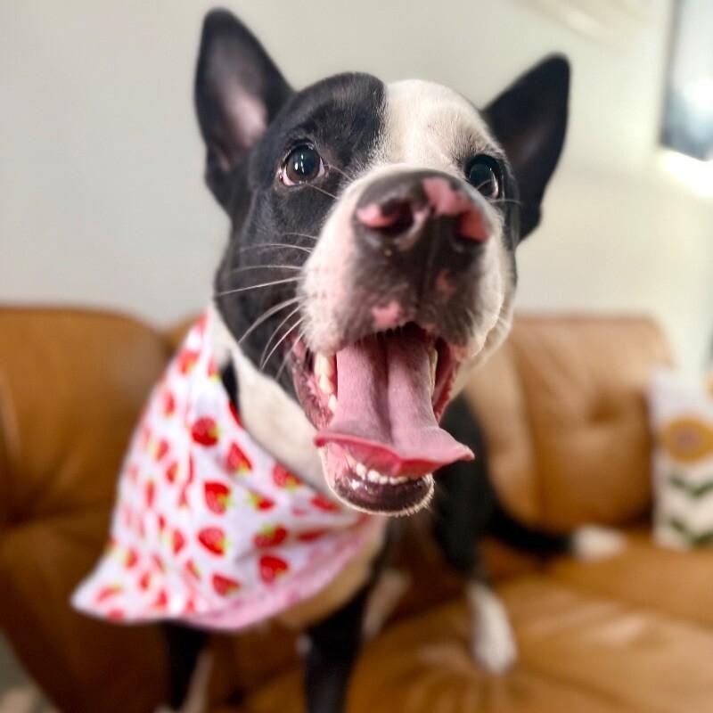 Dog for adoption - Clarice some corgi some lab all bestie, a Corgi ...