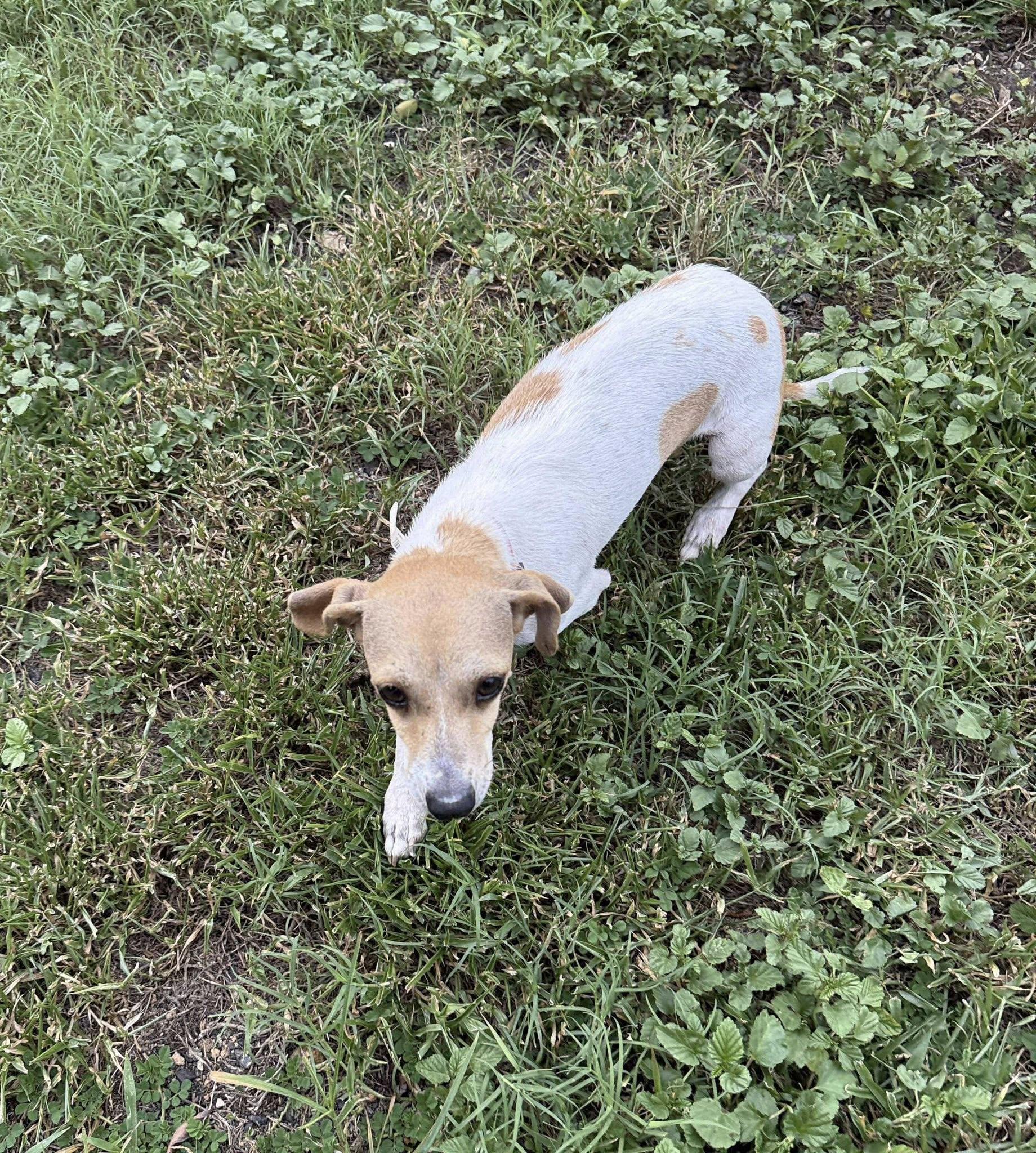 Dog for adoption - Josie, a Chihuahua & Whippet Mix in Nanuet, NY ...