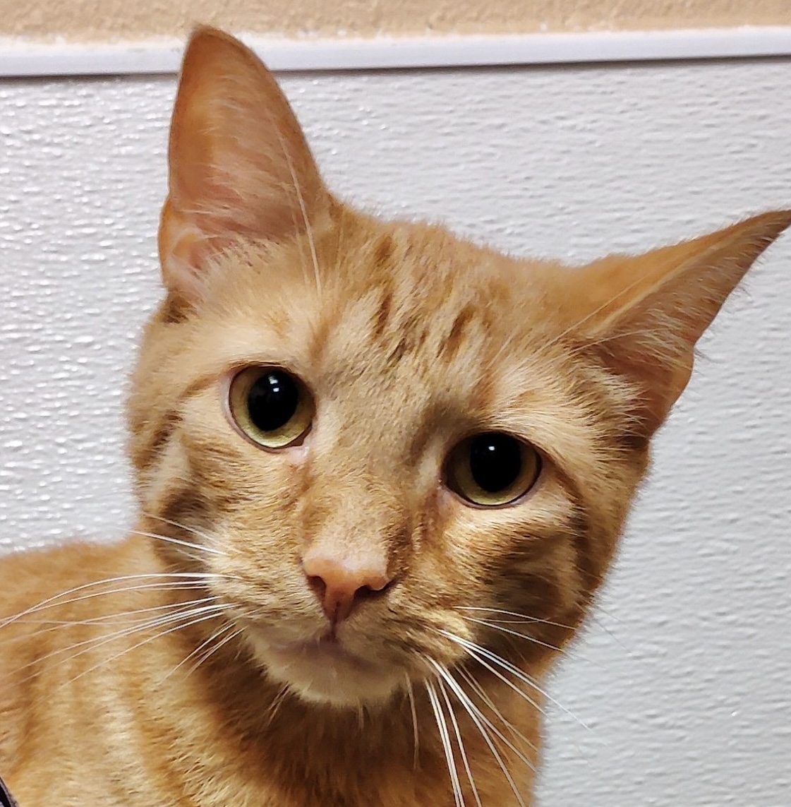 Available Cats and Kittens - Johnston County Animal Protection League ...