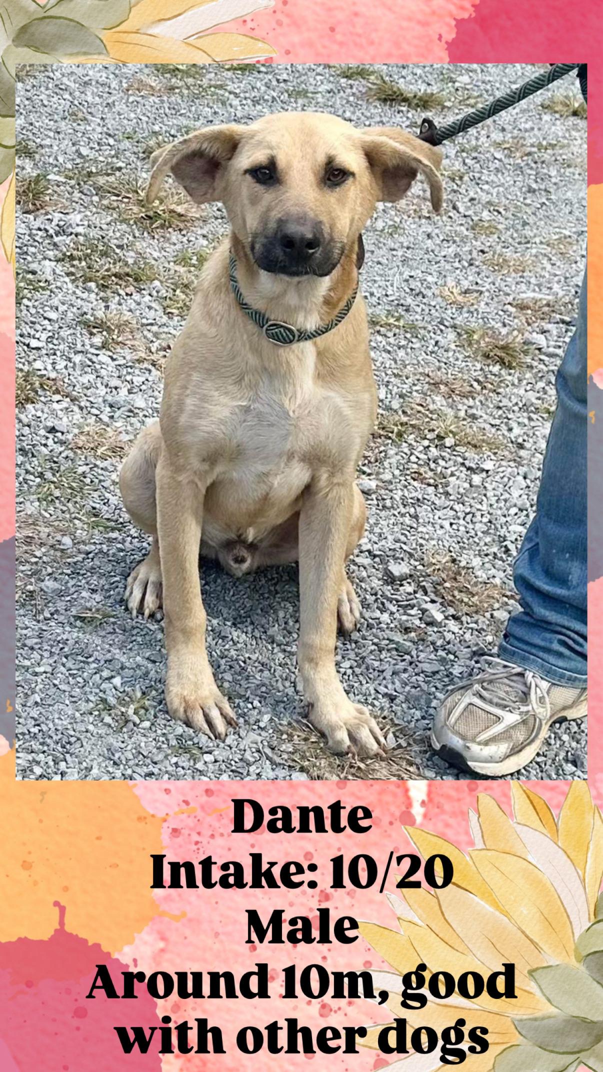 Dog for adoption - DANTE, a Mixed Breed in Elizabethtown, NC | Petfinder
