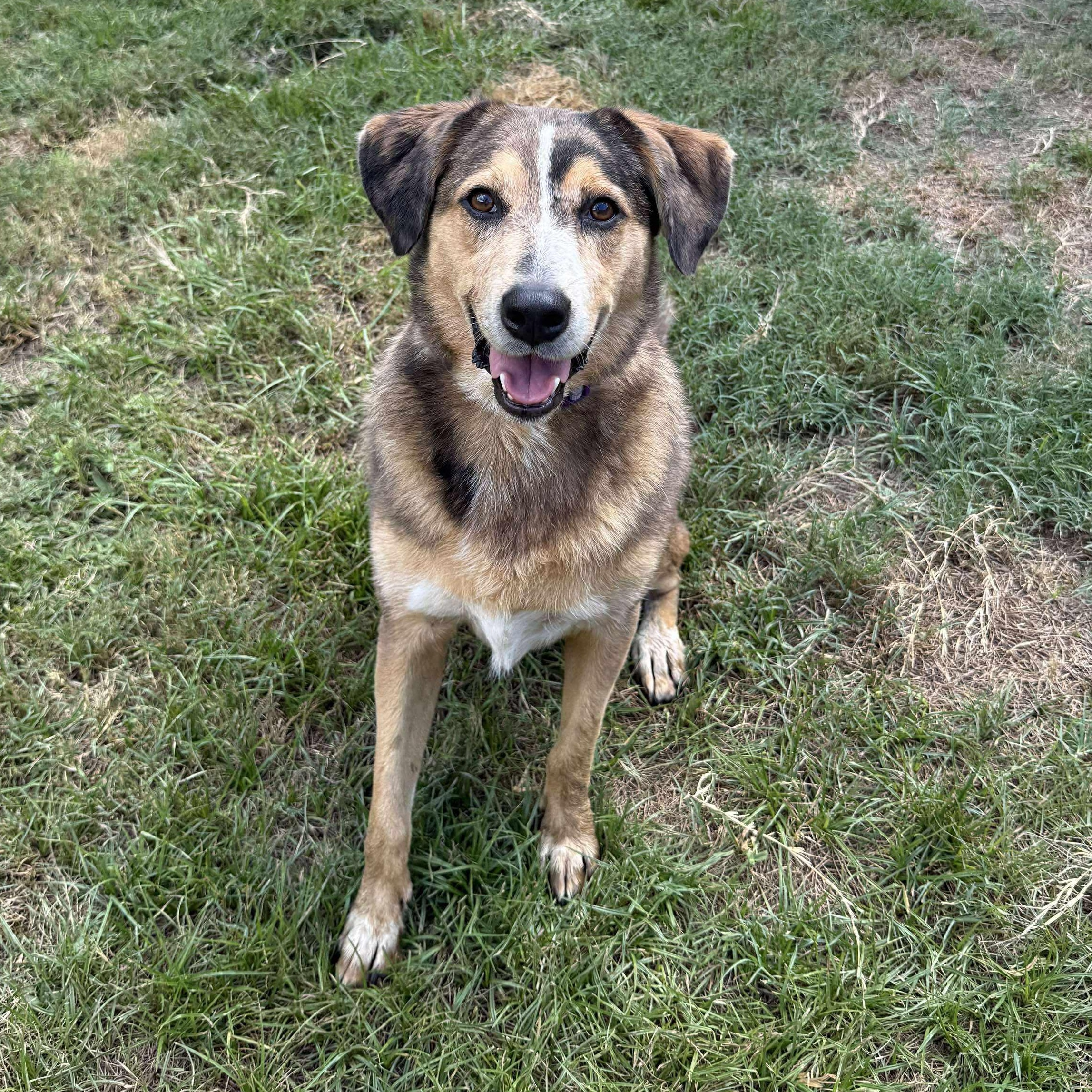 Dog for adoption - Chloe, an Australian Shepherd Mix in Brattleboro, VT ...