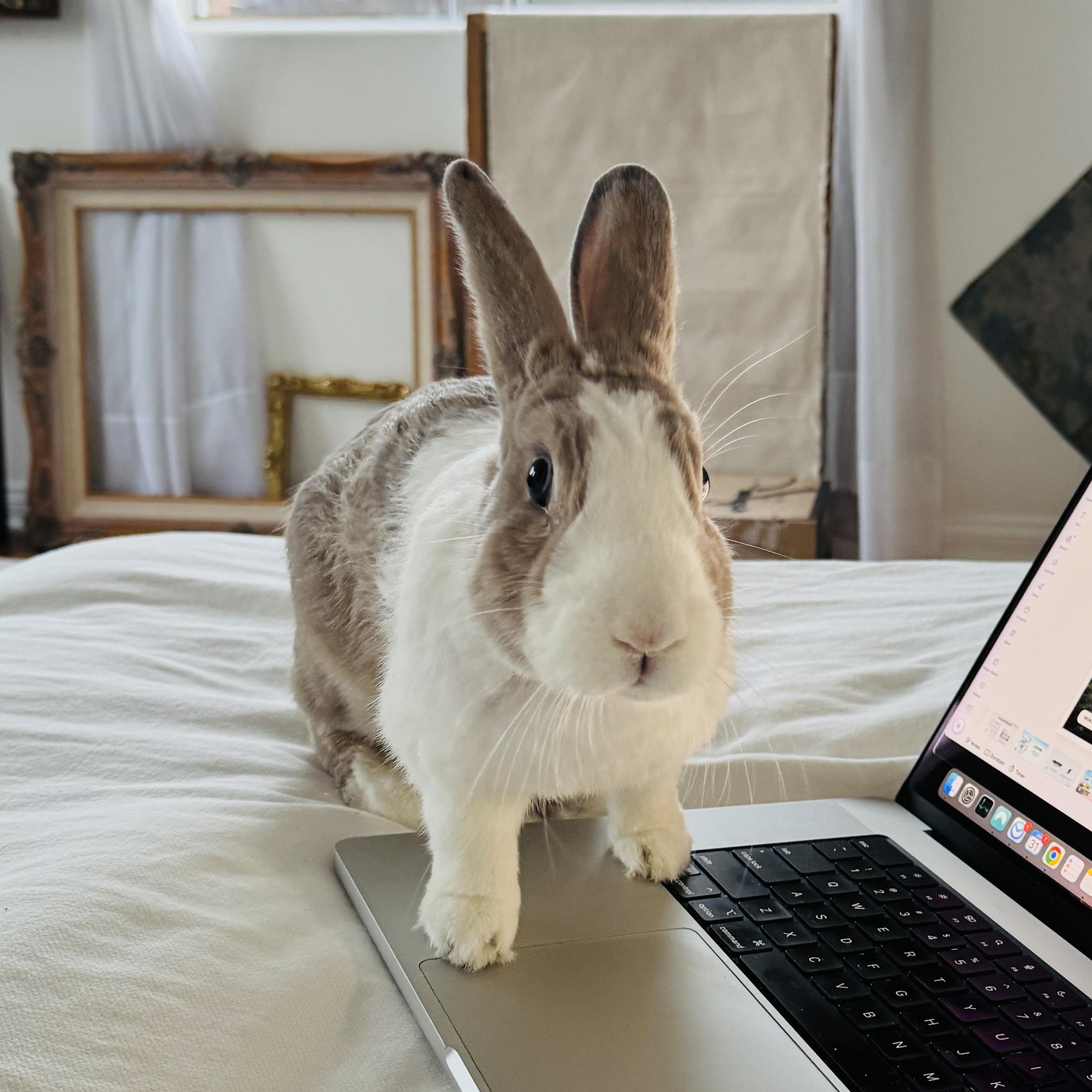 Rabbit for adoption - Fiona, a Dutch in Los Angeles, CA | Petfinder