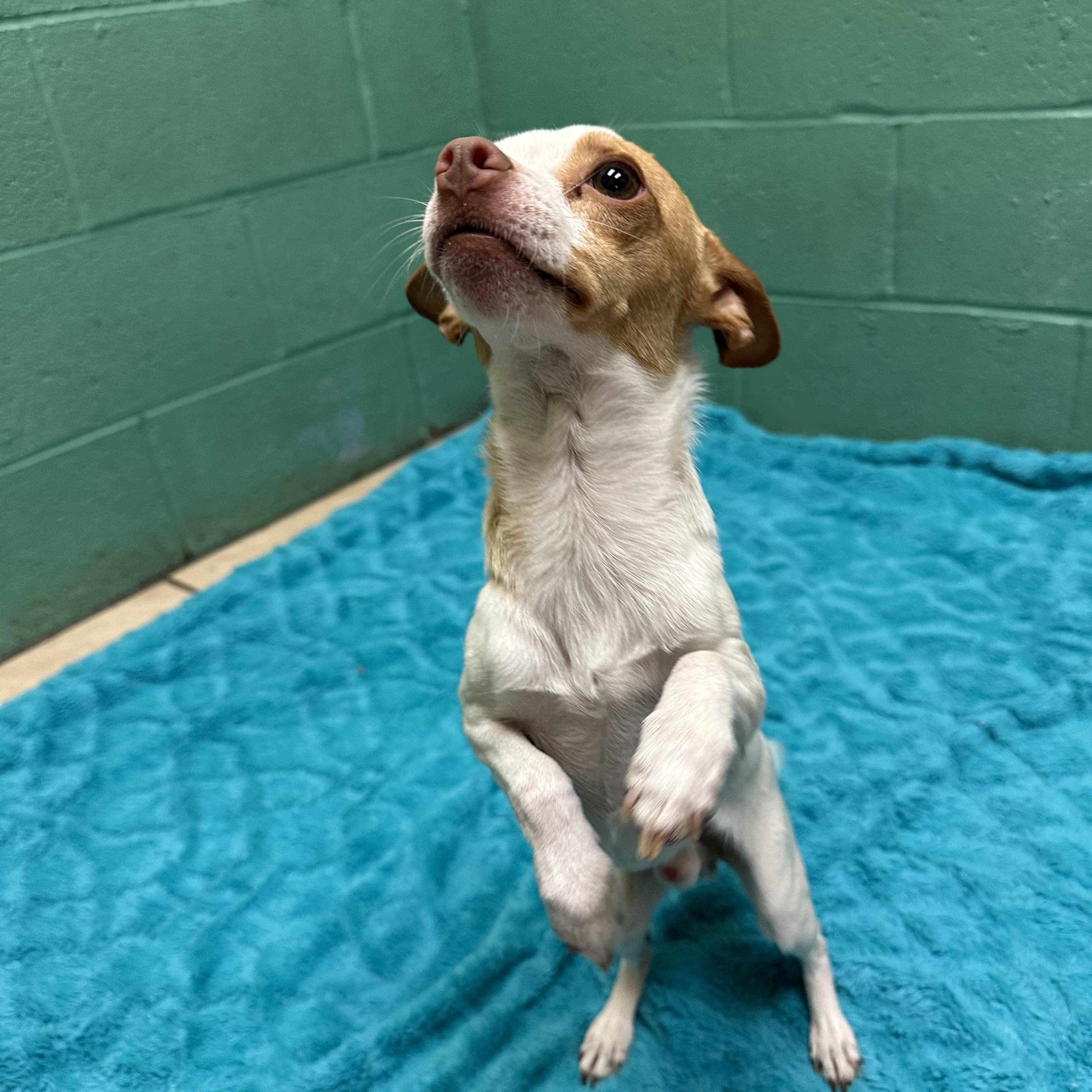 Dog for adoption - Parker, a Chihuahua Mix in Latrobe, PA | Petfinder