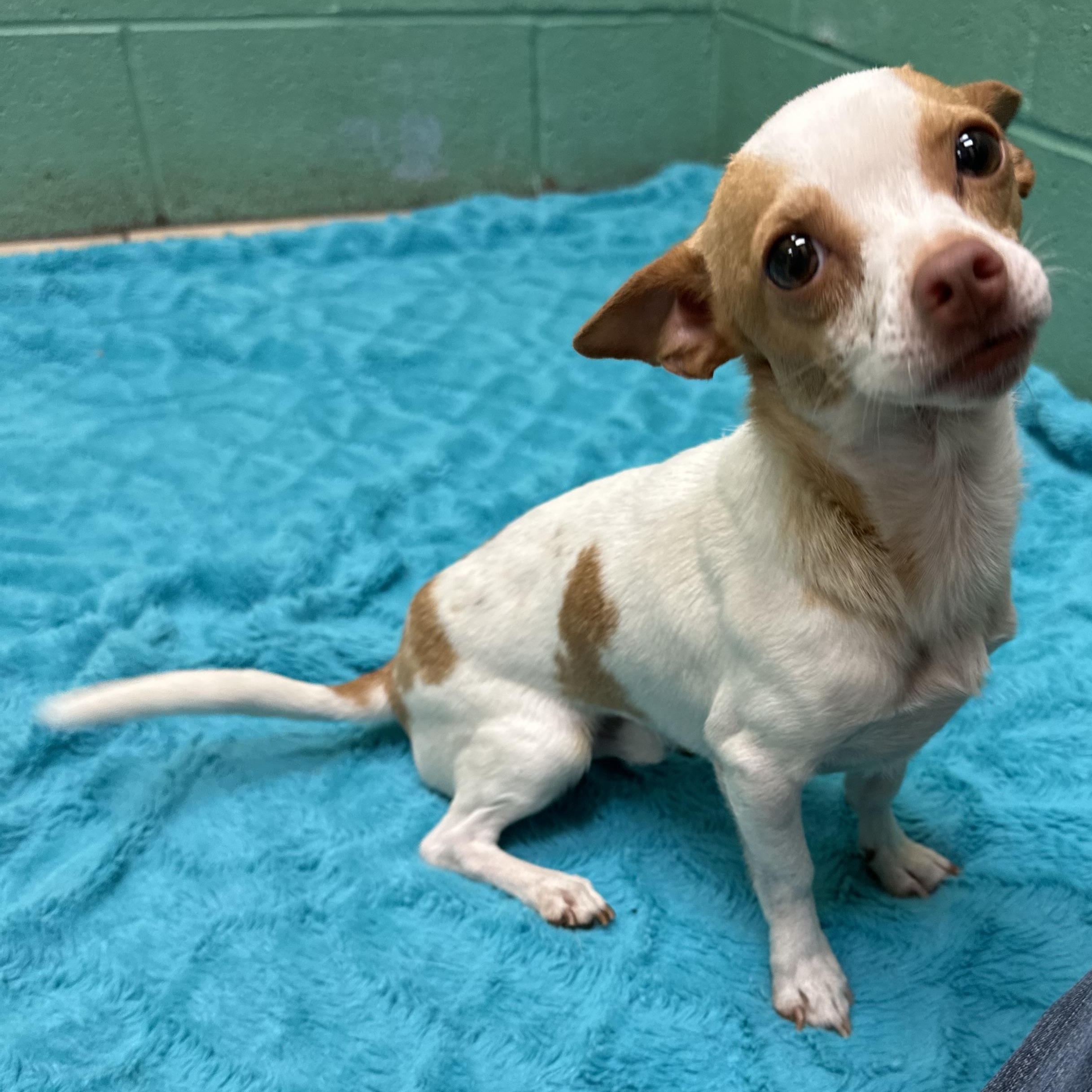 Dog for adoption - Parker, a Chihuahua Mix in Latrobe, PA | Petfinder