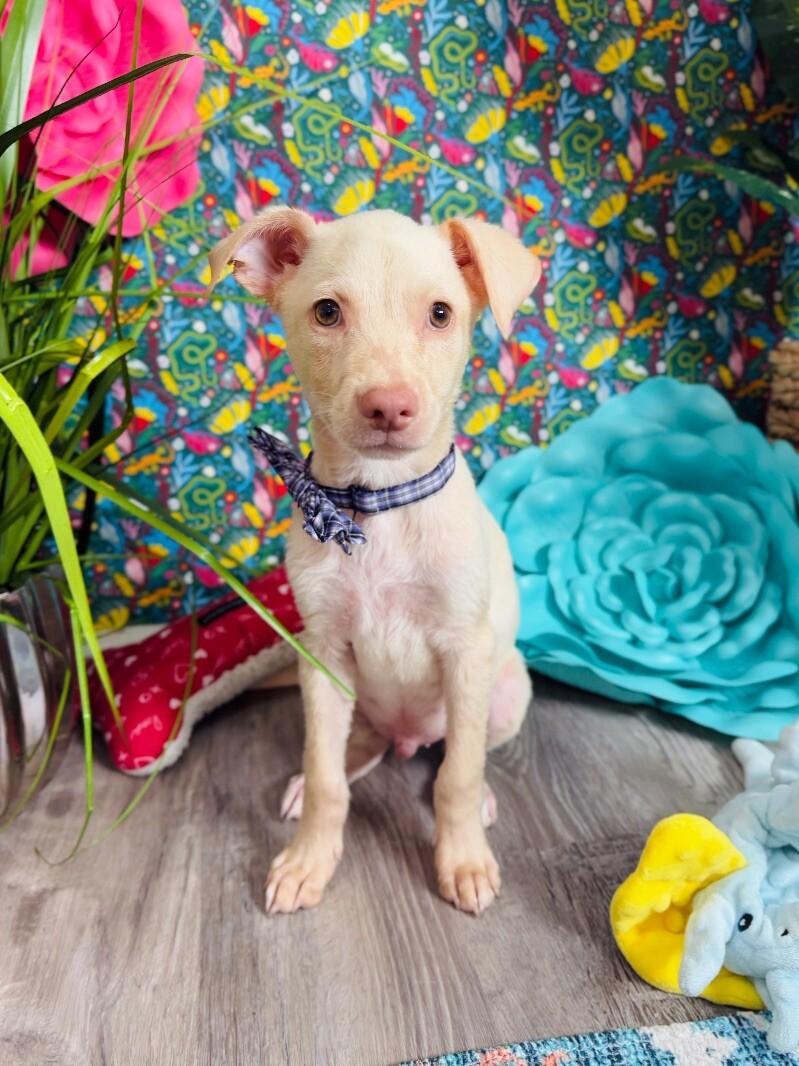 Dog for adoption - Teddy Summer, a Dachshund & Catahoula Leopard Dog Mix in Delta, BC | Petfinder