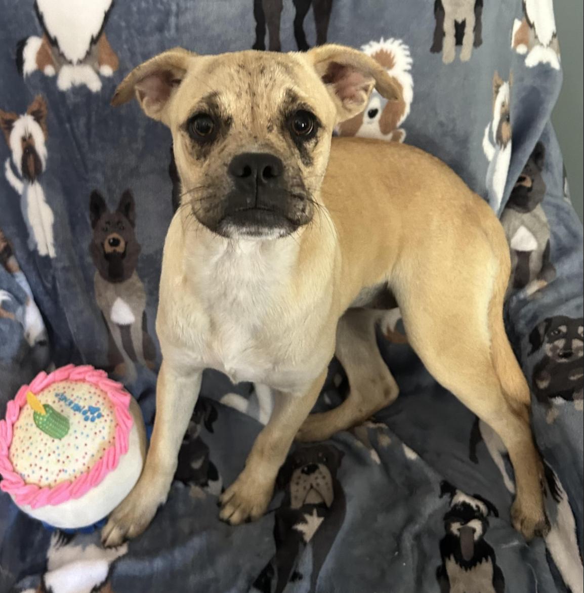 Dog for adoption - Mixie Moon, a Pug Mix in Woburn, MA | Petfinder