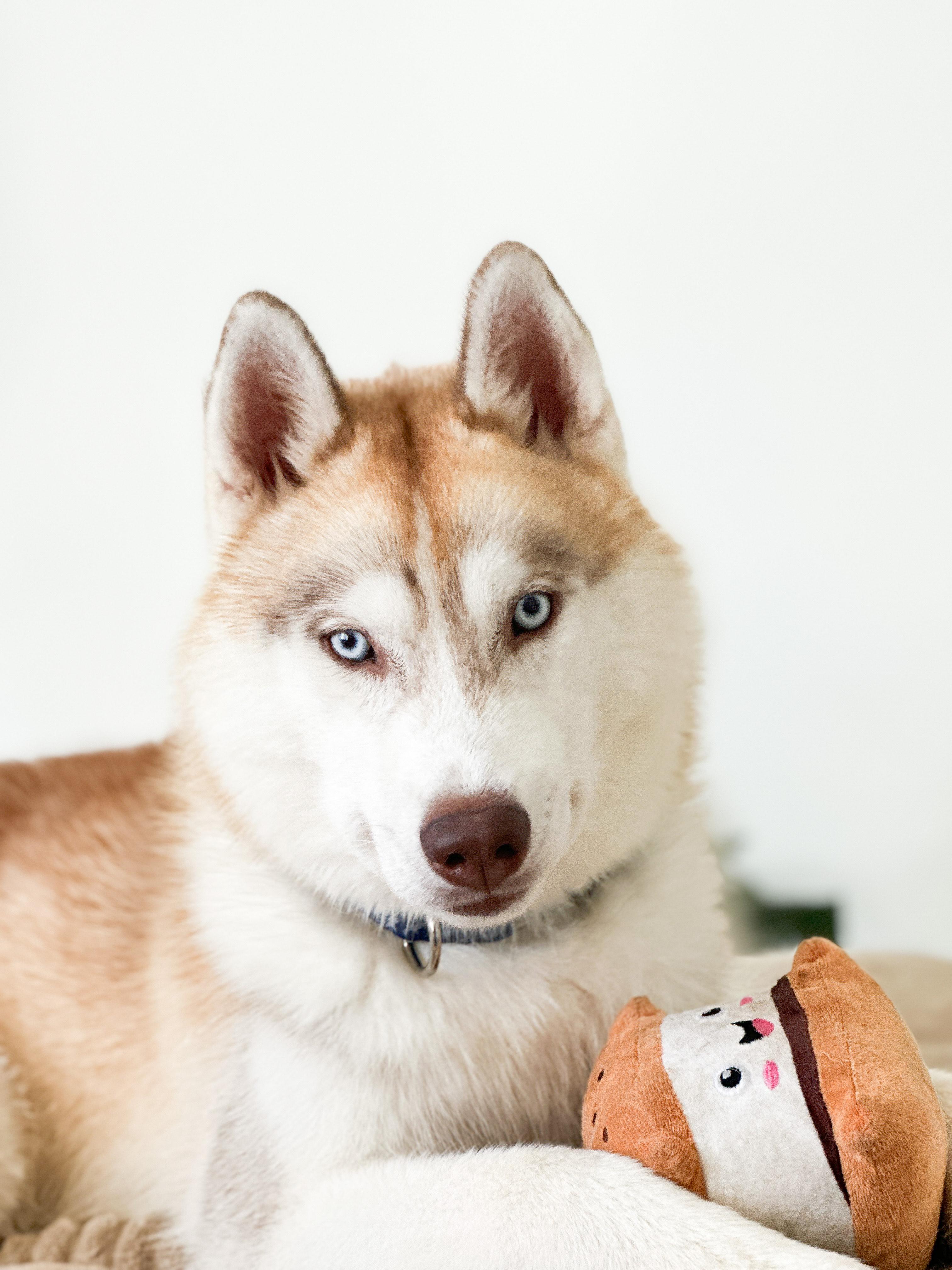 Dog for adoption - Kaiyoo, a Siberian Husky in La Motte, IA | Petfinder