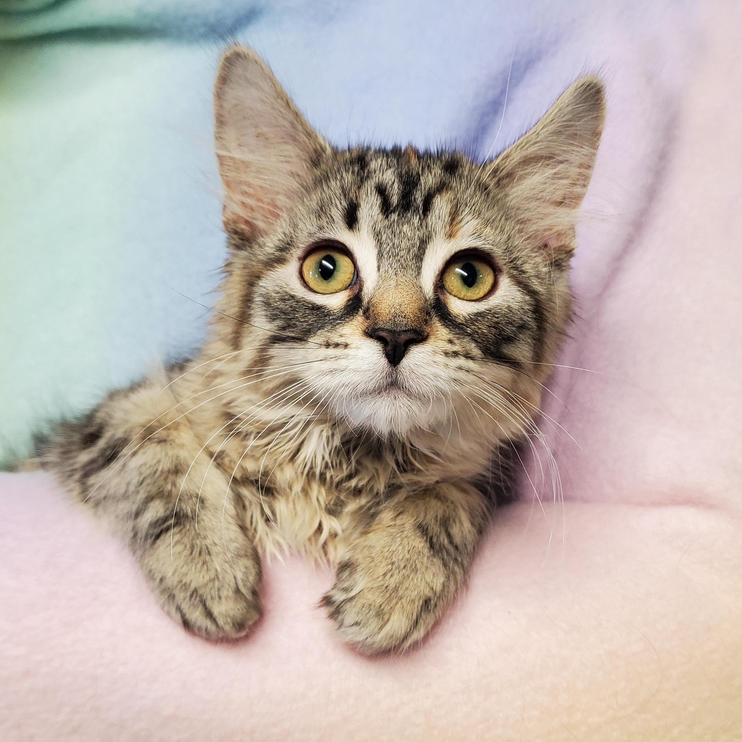 Cat for adoption - Jitterbug, a Domestic Medium Hair in Marseilles, IL ...