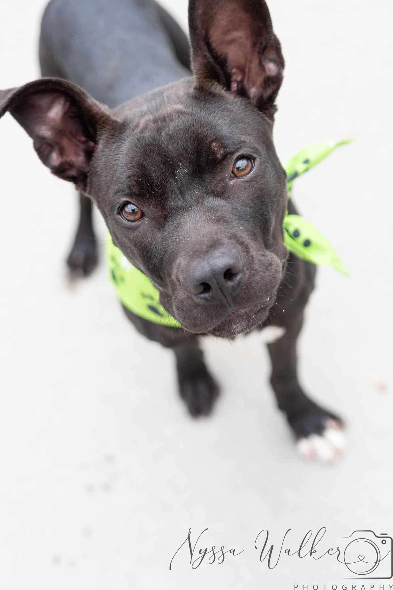Dog for adoption - Sonic, a Pit Bull Terrier Mix in Appleton, WI ...