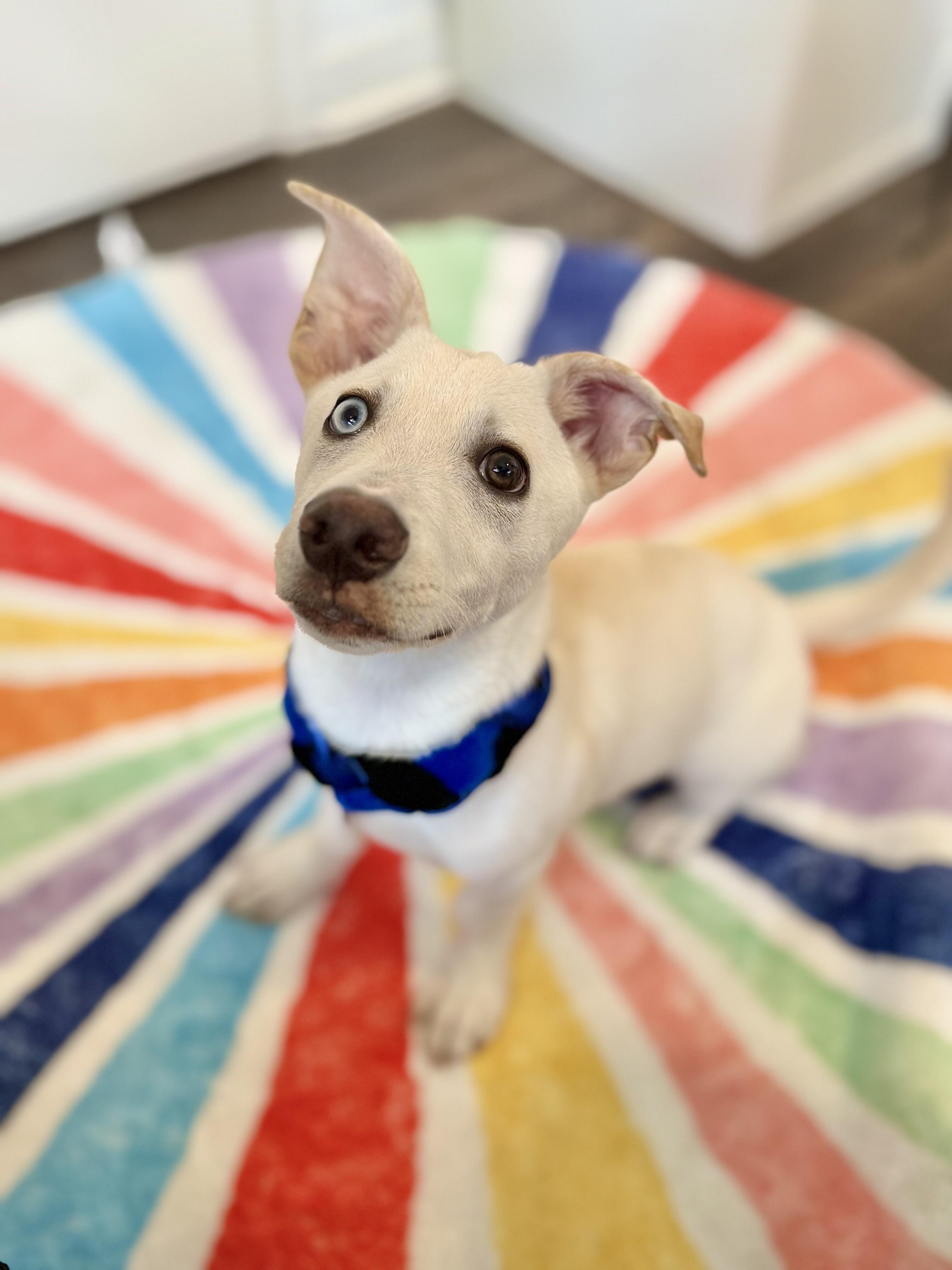 Dog for adoption - Mick Jagger eighties aka MJ, a Labrador Retriever ...