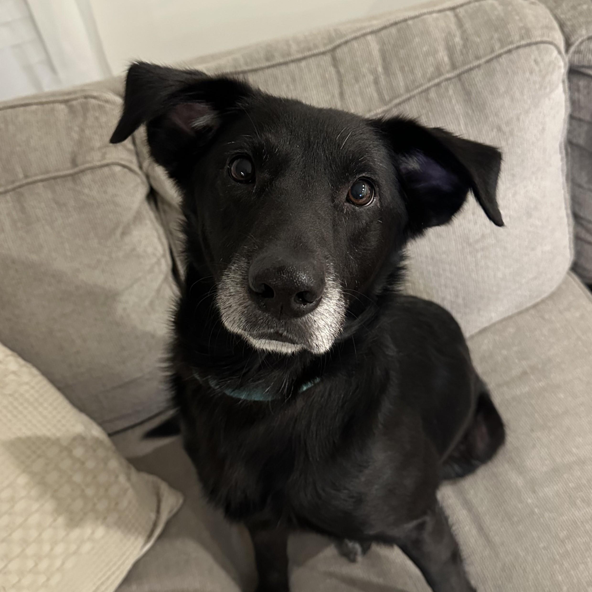 Dog for adoption - Topher, a Labrador Retriever in Washington, DC ...