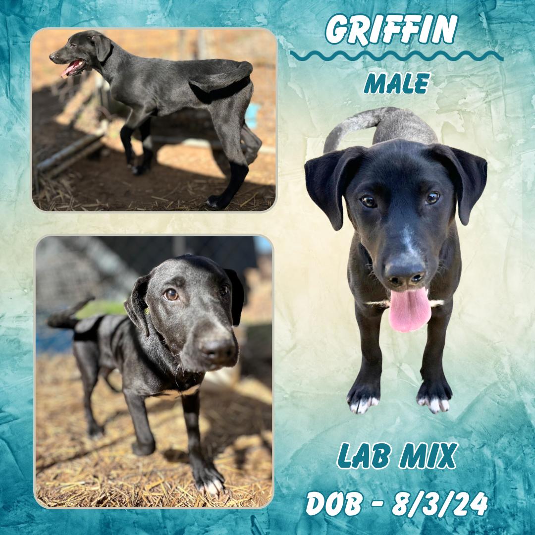Dog for adoption - Griffin, a Labrador Retriever Mix in Salem, OR ...