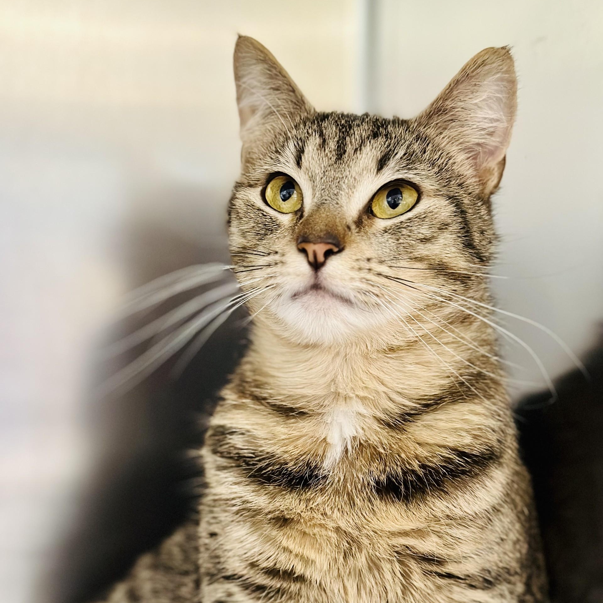 Cat for adoption - Atalanta, a Domestic Short Hair in Jackson, NJ ...