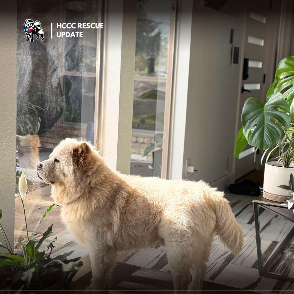 Dog for adoption - Chow Mein, a Chow Chow in Tolland, CT | Petfinder