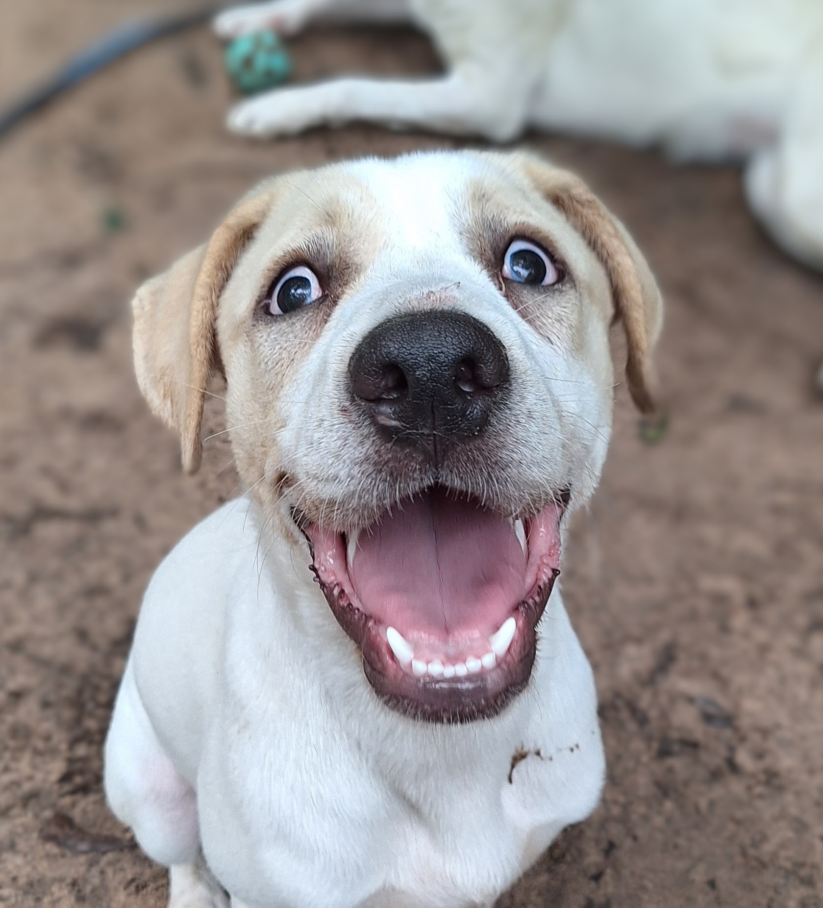 Dog for adoption - Amelia, a Labrador Retriever & Great Pyrenees Mix in Bend, OR | Petfinder