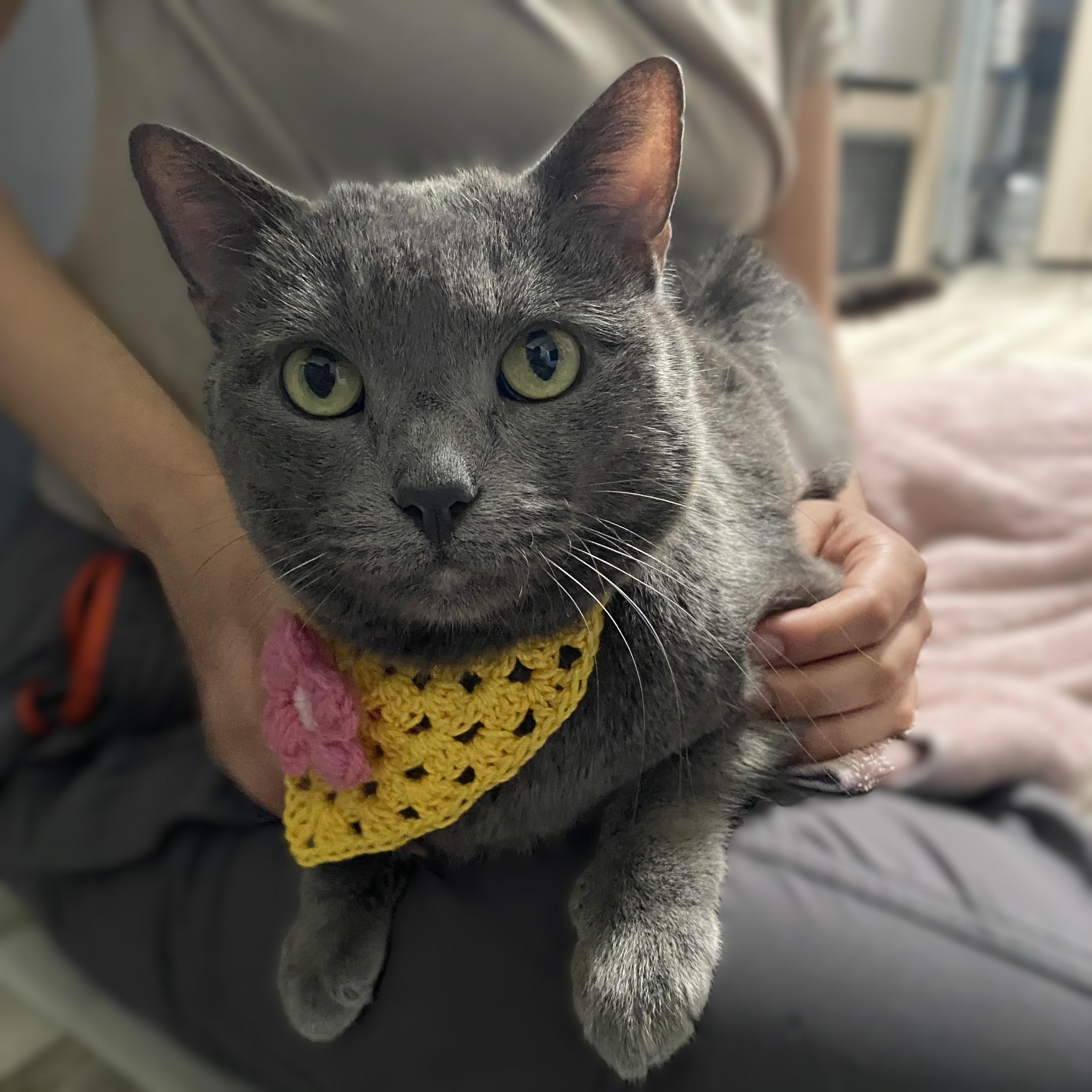 Cat for adoption - Granny Abby, a Russian Blue & Domestic Short Hair Mix in Allen, TX | Petfinder