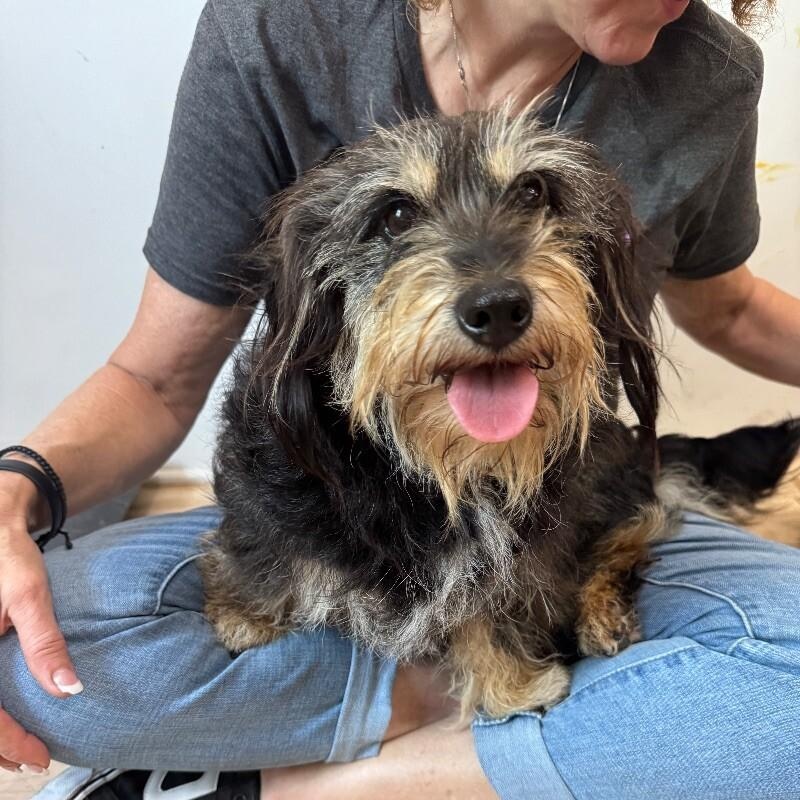 Dog for adoption - Jamie Queen of Cuddles, a Dachshund & Schnauzer Mix ...