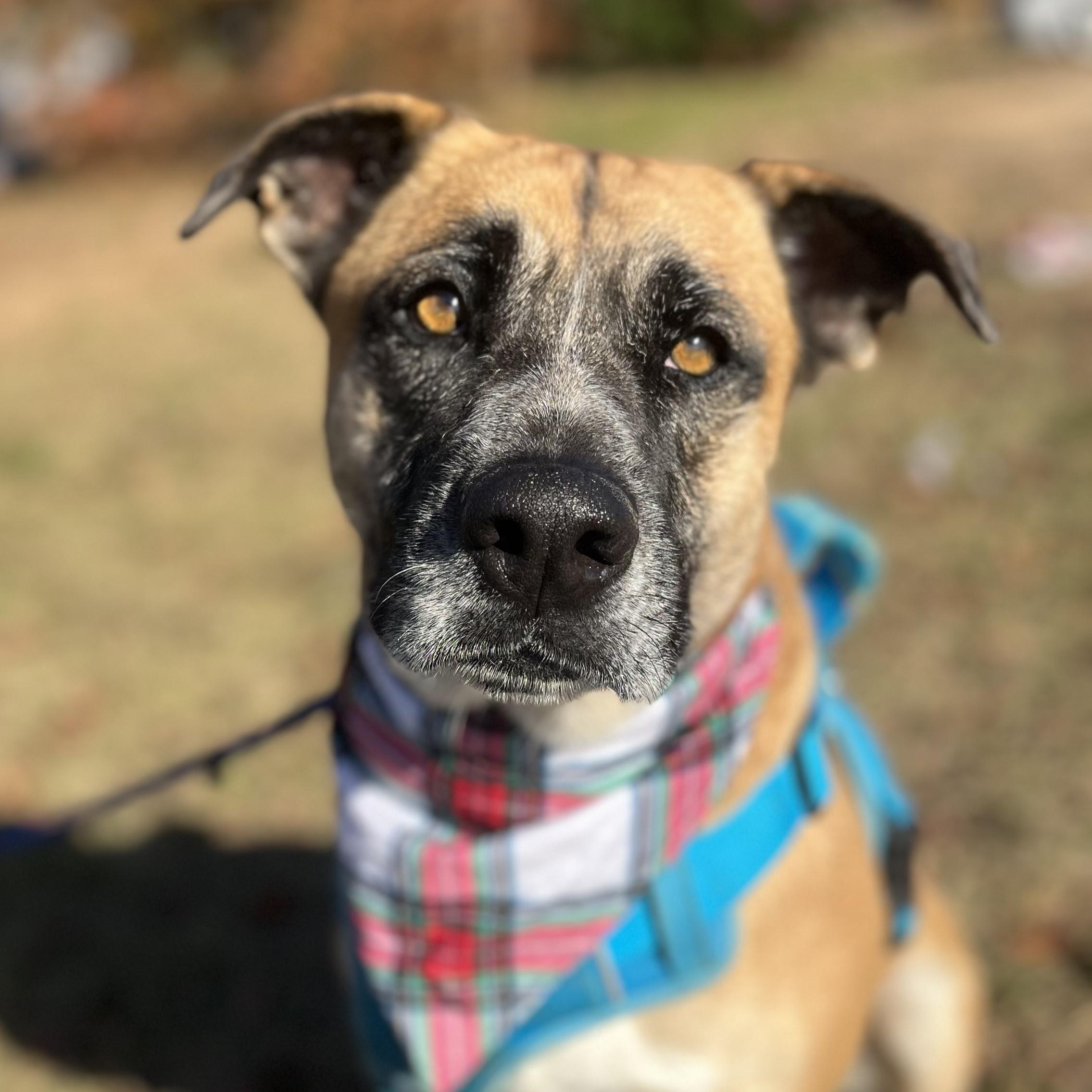 Dog for adoption - Lucille, a Shepherd Mix in Washington, DC | Petfinder