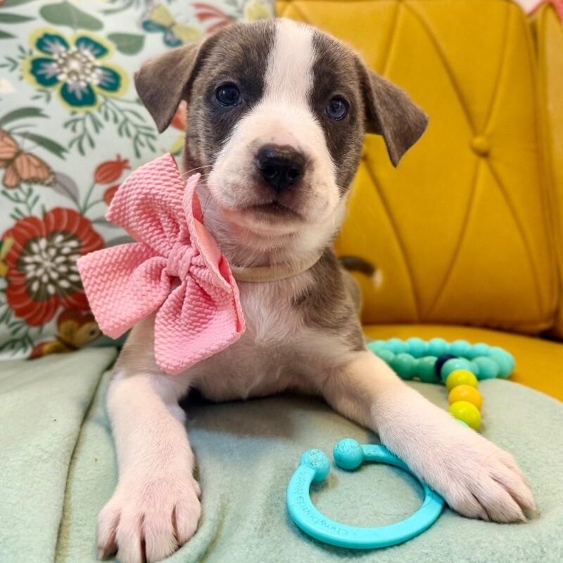 Dog for adoption - Smiley Sweetheart, a Pit Bull Terrier & Labrador ...