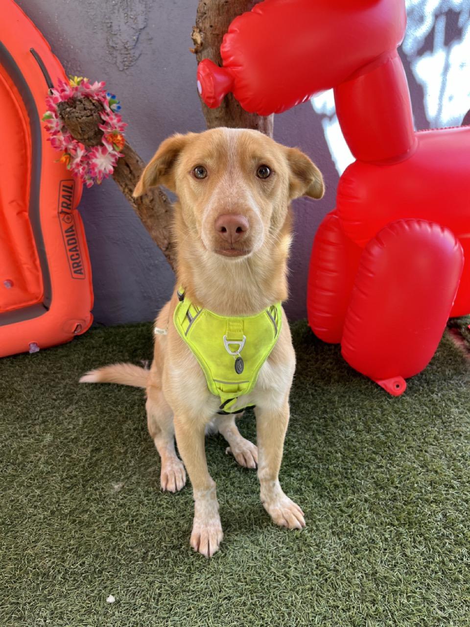 Dog for adoption - Finley, a Golden Retriever & Labrador Retriever Mix ...