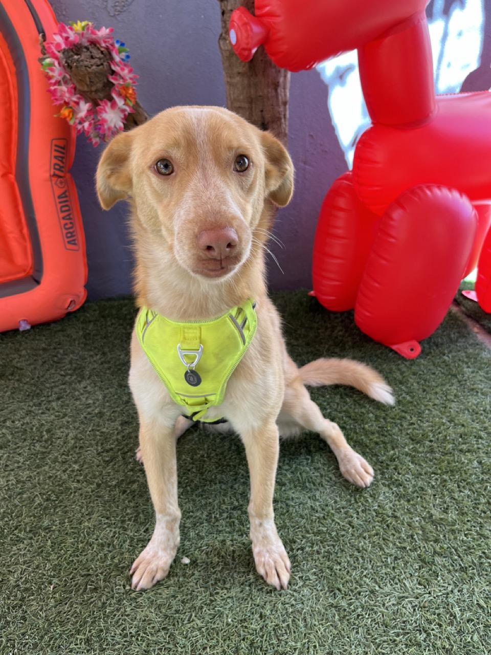 Dog for adoption - Finley, a Golden Retriever & Labrador Retriever Mix ...