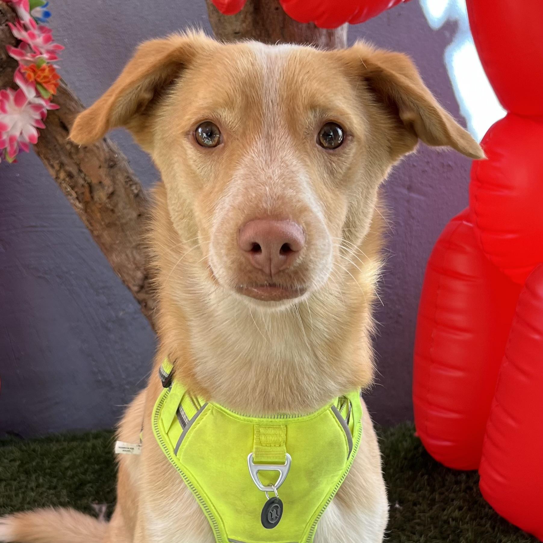 Dog for adoption - Finley, a Golden Retriever & Labrador Retriever Mix ...
