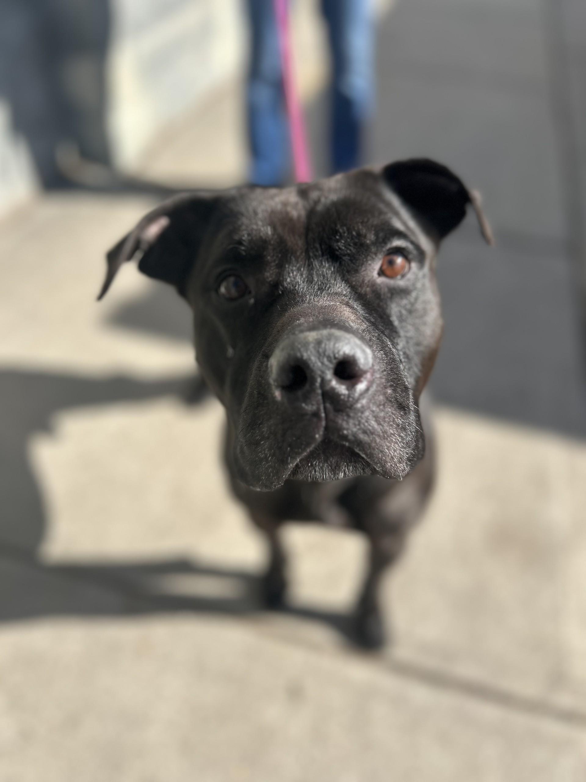 Dog for adoption - Brooks, a Black Labrador Retriever & Pit Bull ...