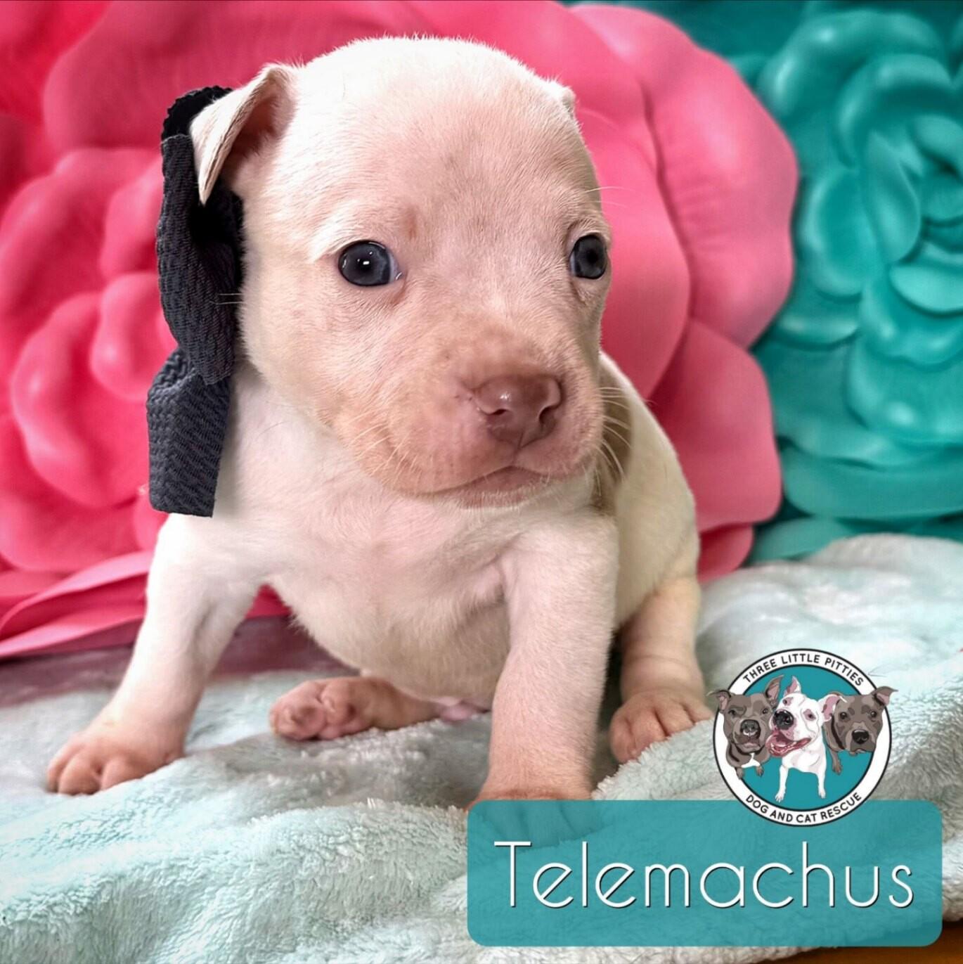 Dog for adoption - Telemachus Penelope, an Australian Shepherd & Pit ...