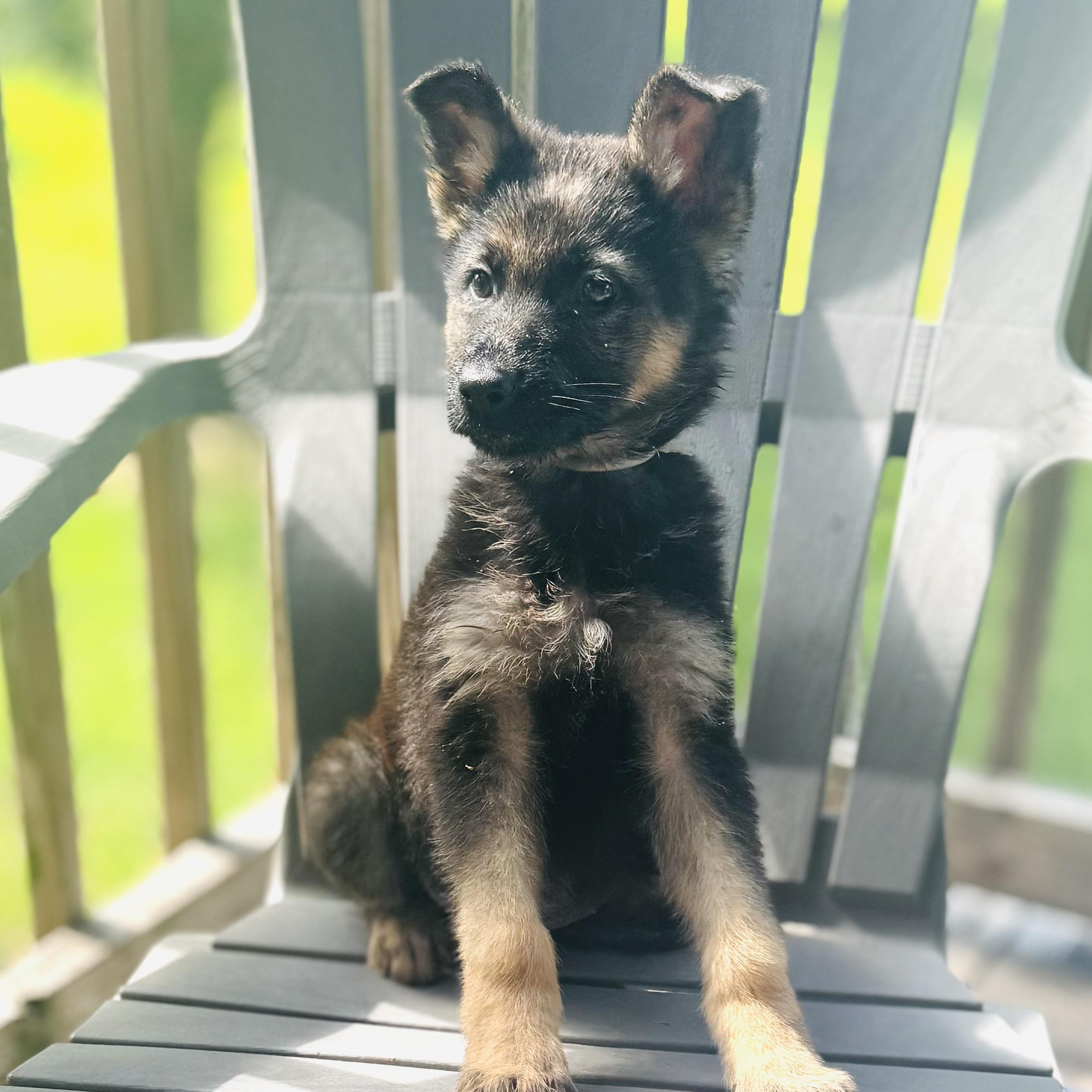 Dog for adoption - Lacy, a German Shepherd Dog in Springfield, IL ...