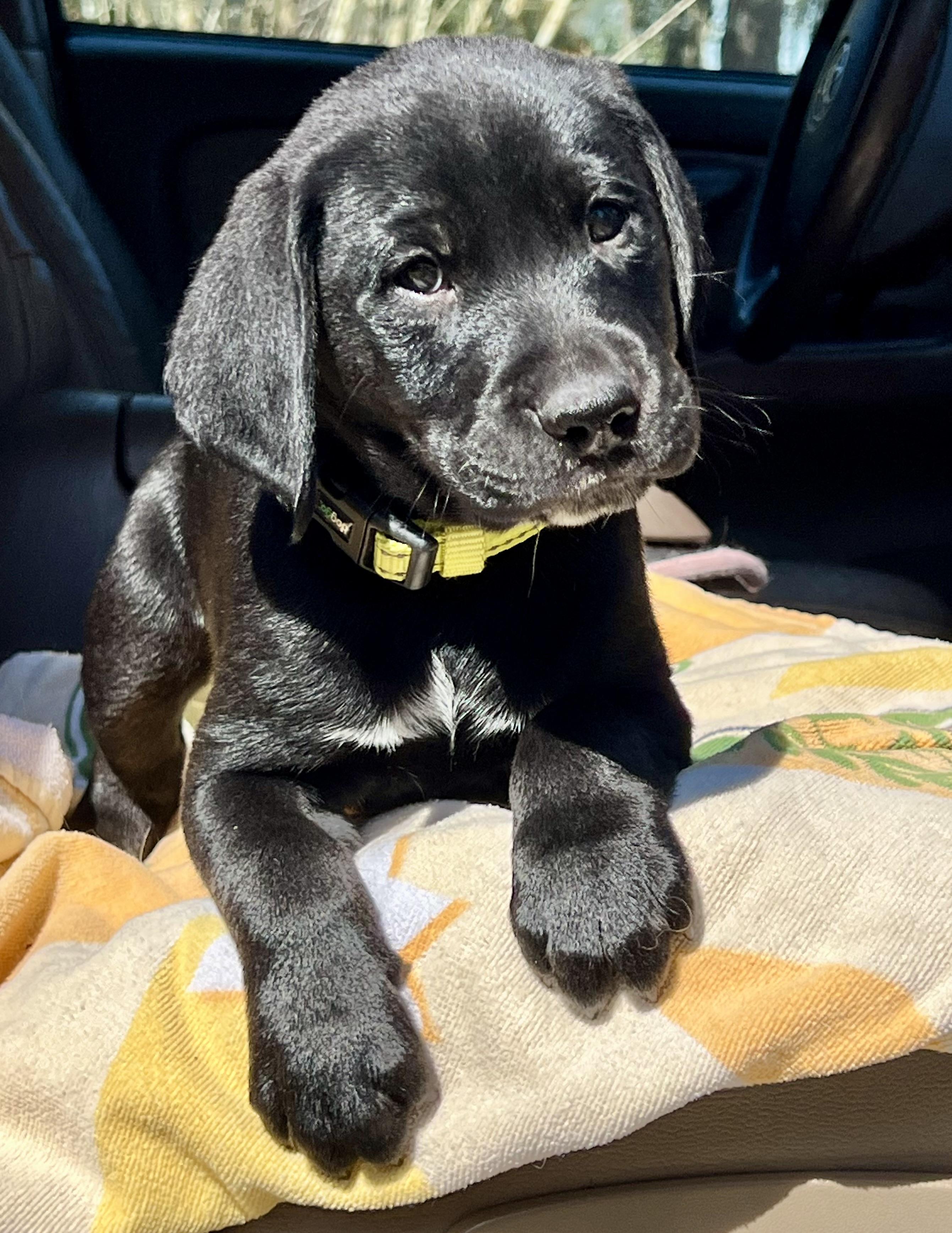 Dog for adoption - Ernie-ADOPTION PENDING!, a German Shorthaired ...