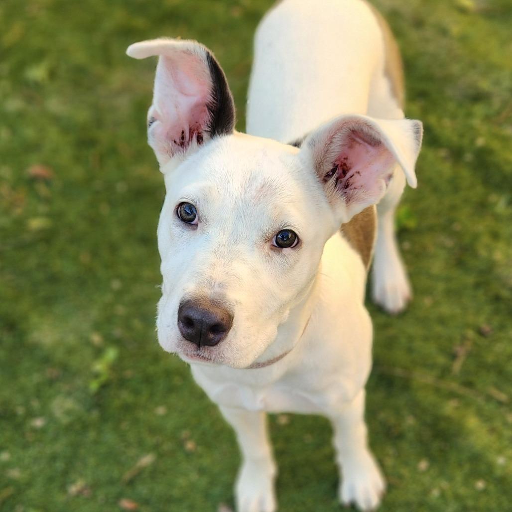 Dog for adoption - Angel AH, a Pit Bull Terrier in Renton, WA | Petfinder